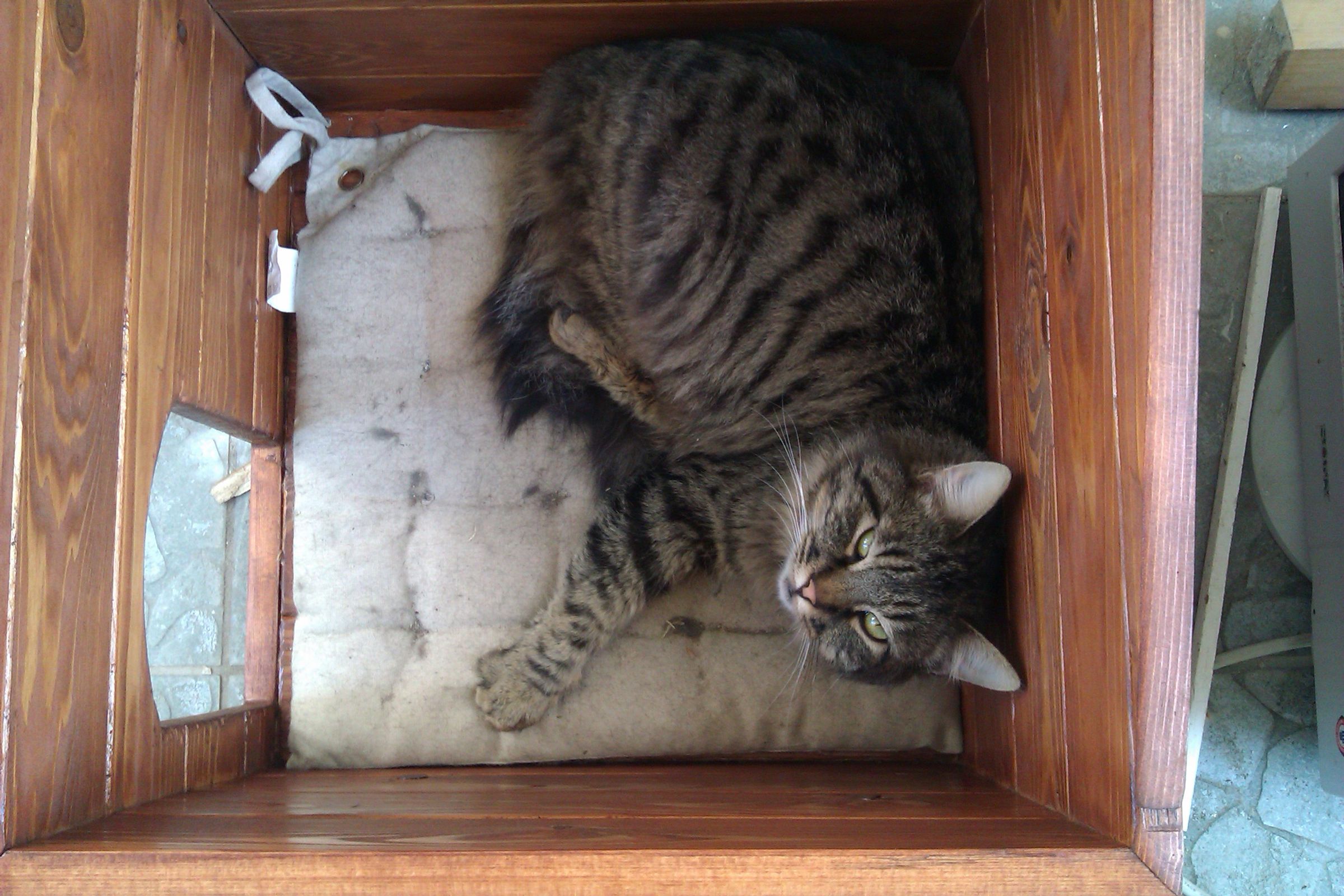 House for a Stray Cat : 4 Steps (with Pictures) - Instructables