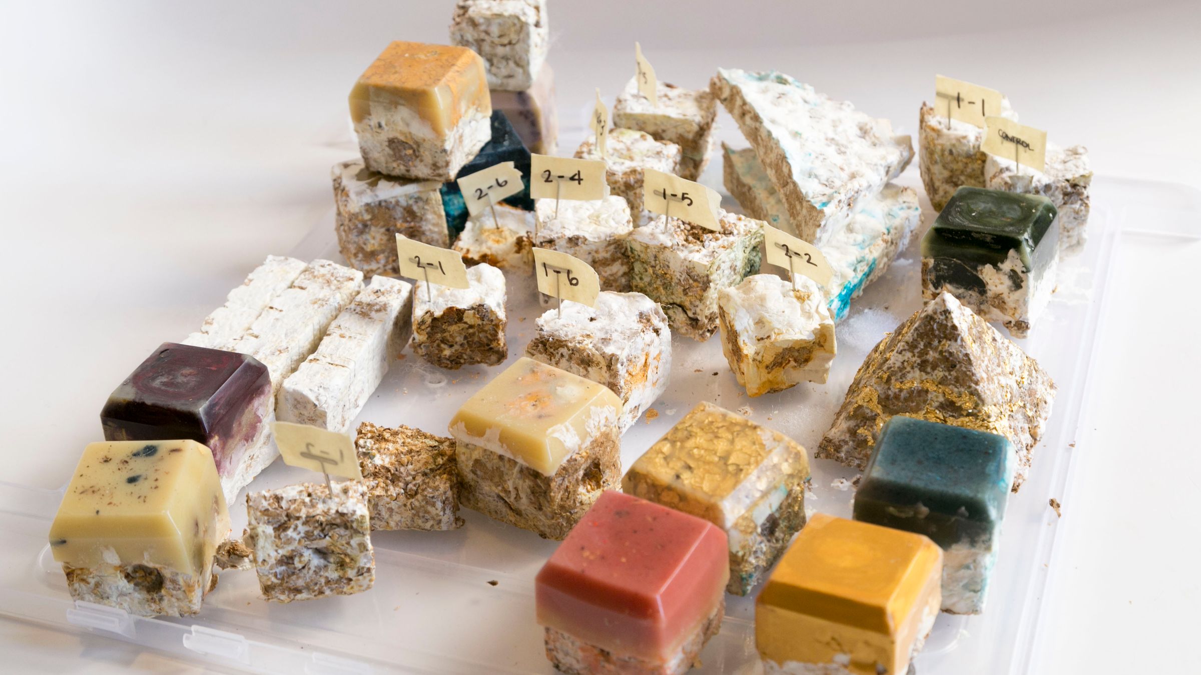 Mycelial Forms : 9 Steps (with Pictures) - Instructables