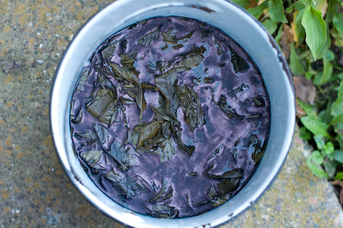 Growing Blue : 7 Steps (with Pictures) - Instructables