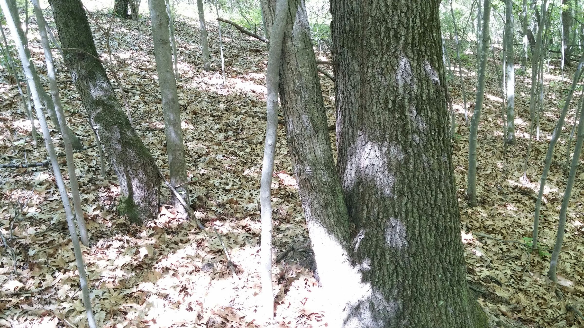 Leaf and Stick Fort : 4 Steps - Instructables