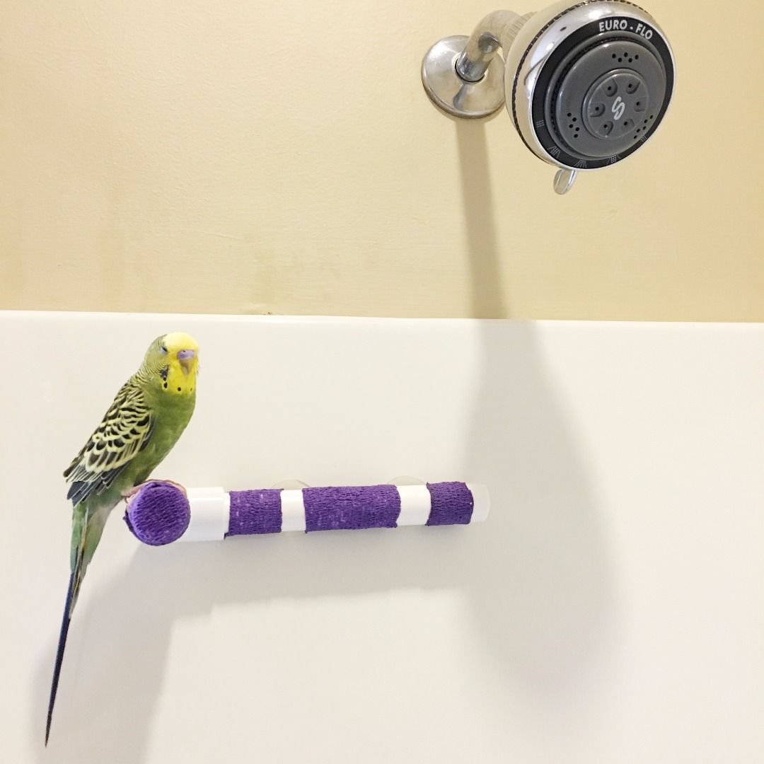 Budgie Shower Perch : 5 Steps (with Pictures) - Instructables