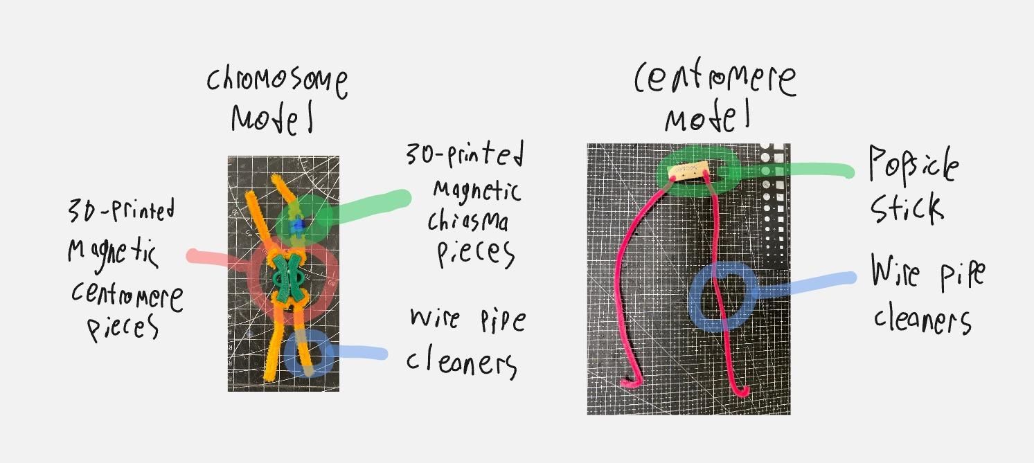 Magnetic 3D-Printed Chromosome Models - Mitosis and Meiosis : 5 Steps ...