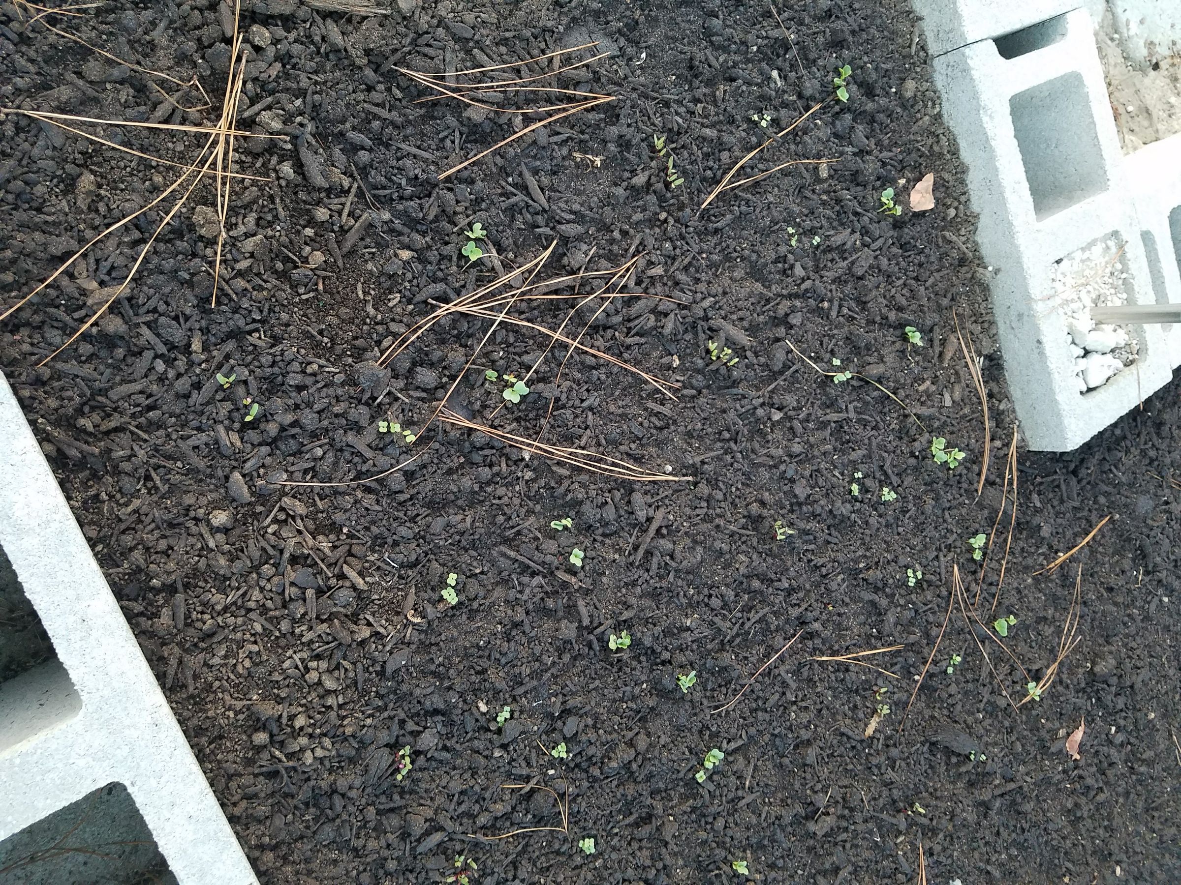 Build a Concrete Block Garden for Food and Memories : 10 Steps (with ...