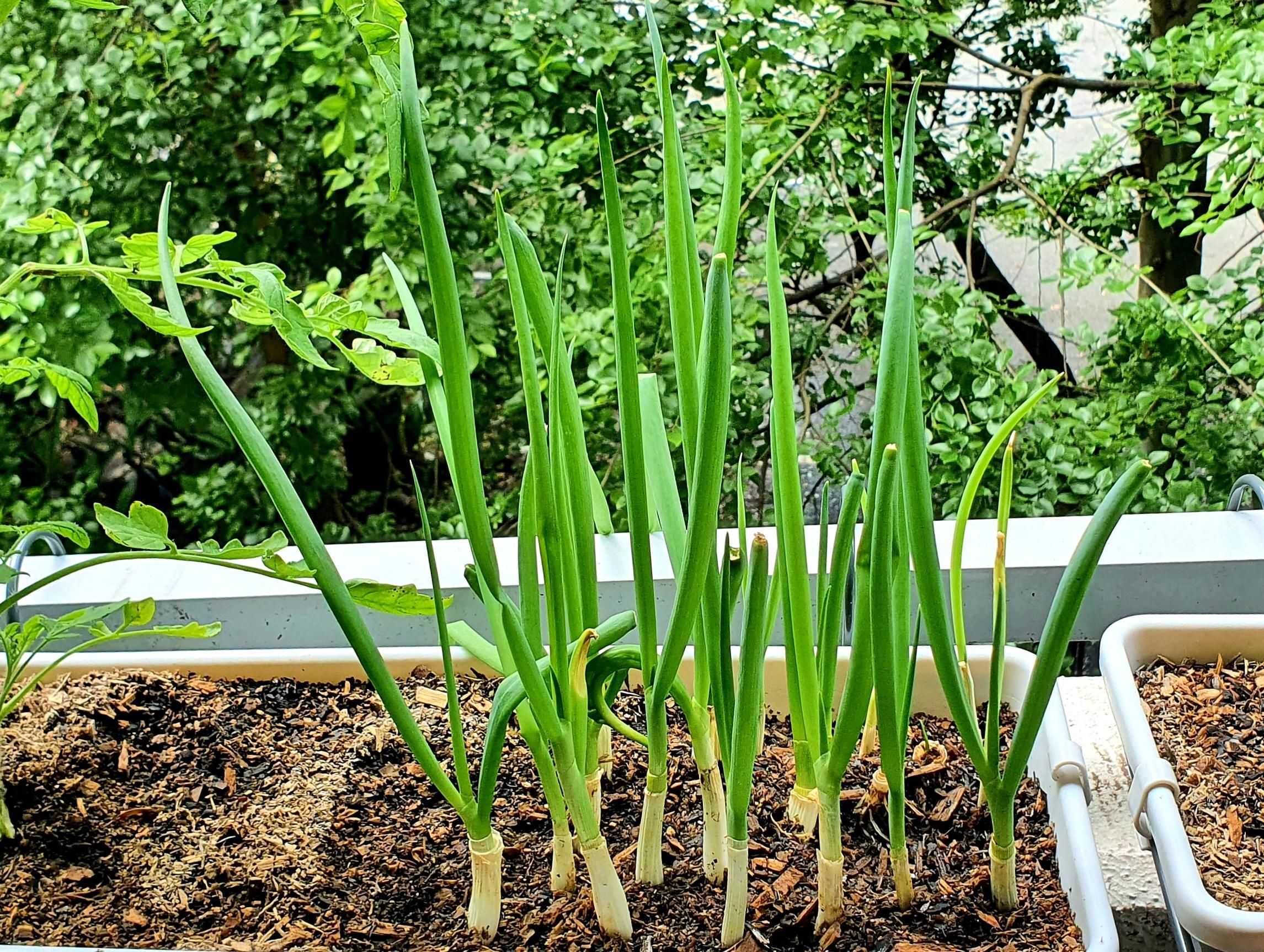 Re-growing Spring Onions : 8 Steps (with Pictures) - Instructables