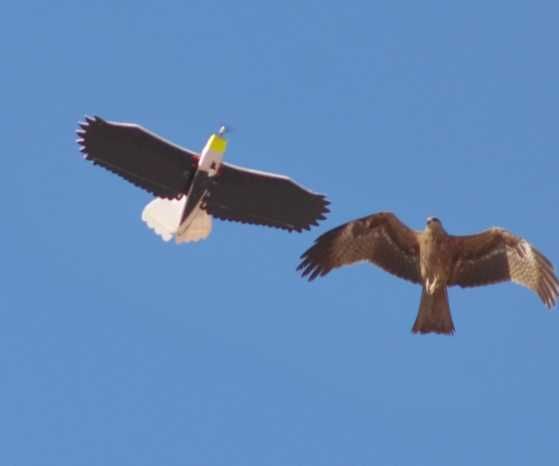 RC Eagle for Bird Photography : 3 Steps (with Pictures) - Instructables