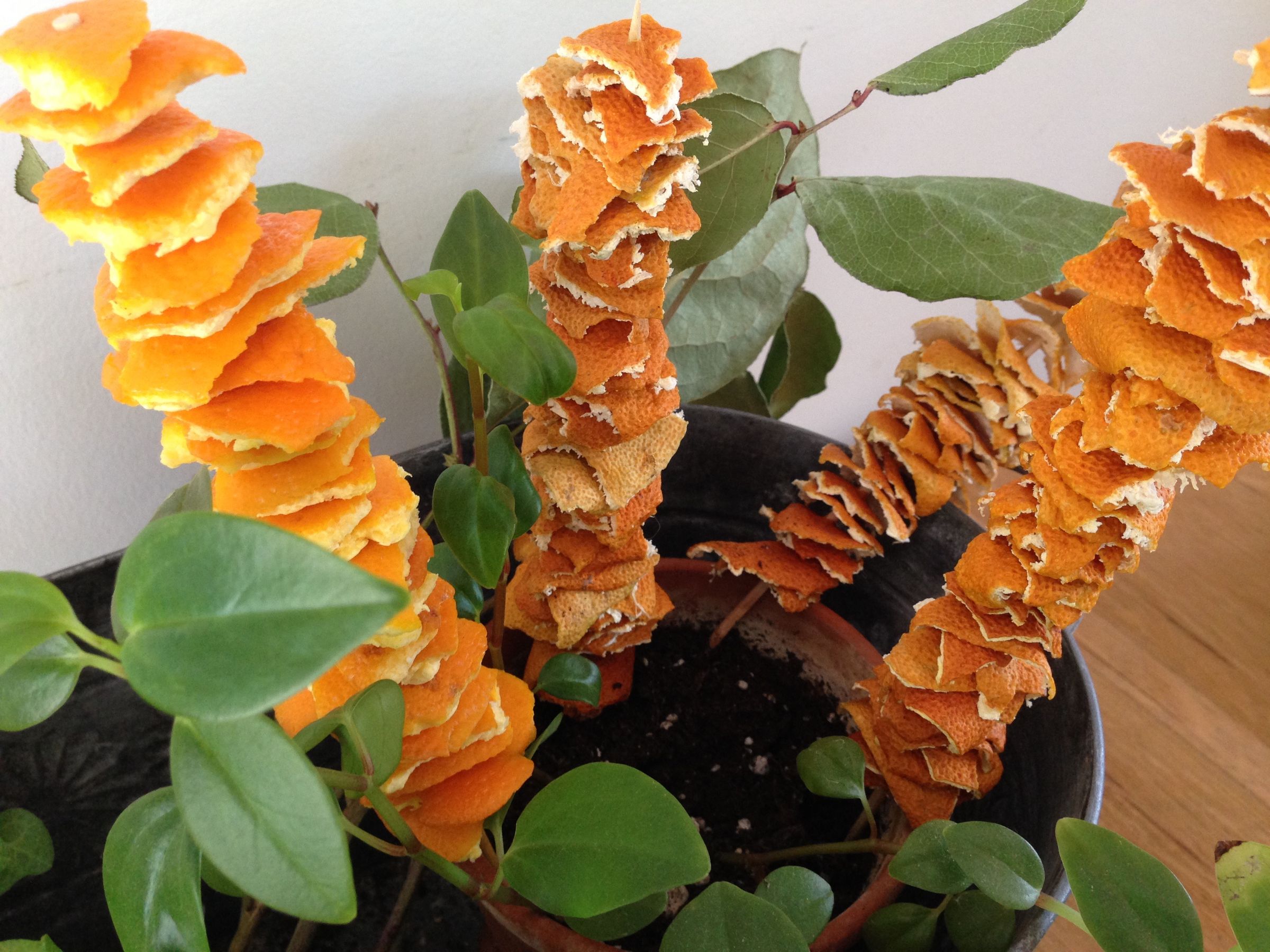 Orange Peel Skewers : 4 Steps (with Pictures) - Instructables