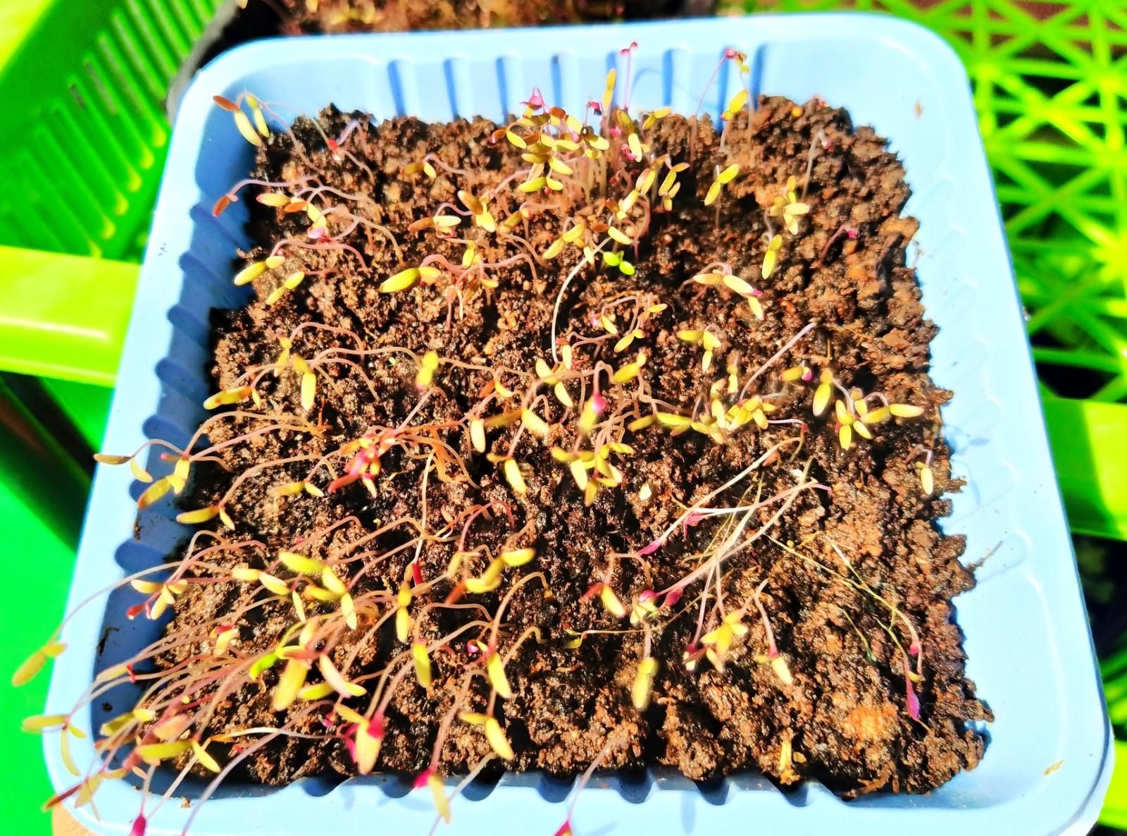 Basic Guide to Grow Micro 'green' : 14 Steps (with Pictures ...