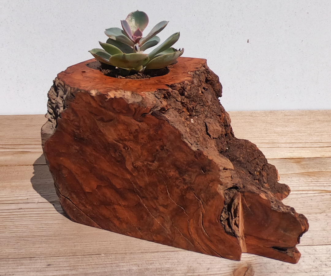 Live Edge Succulent Planter : 6 Steps (with Pictures) - Instructables