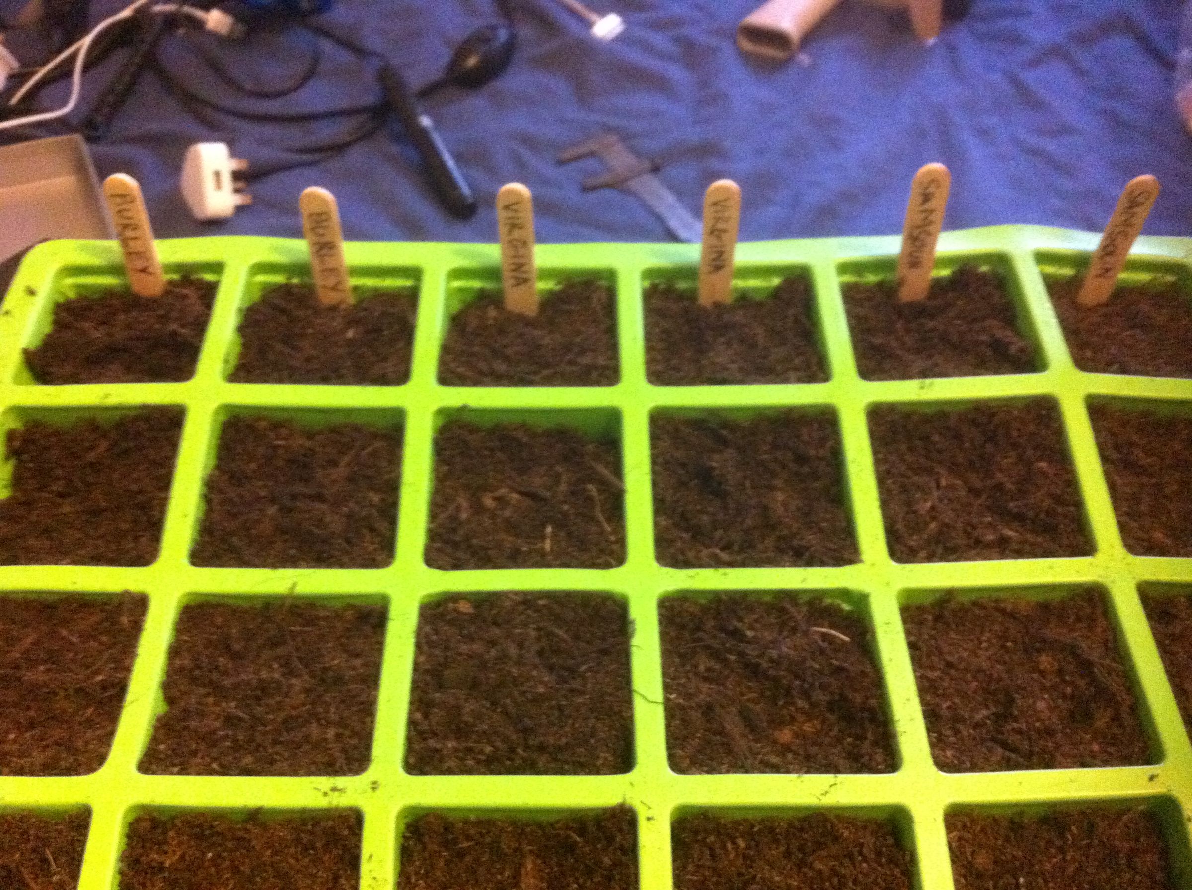 Growing Tobacco : 6 Steps (with Pictures) - Instructables