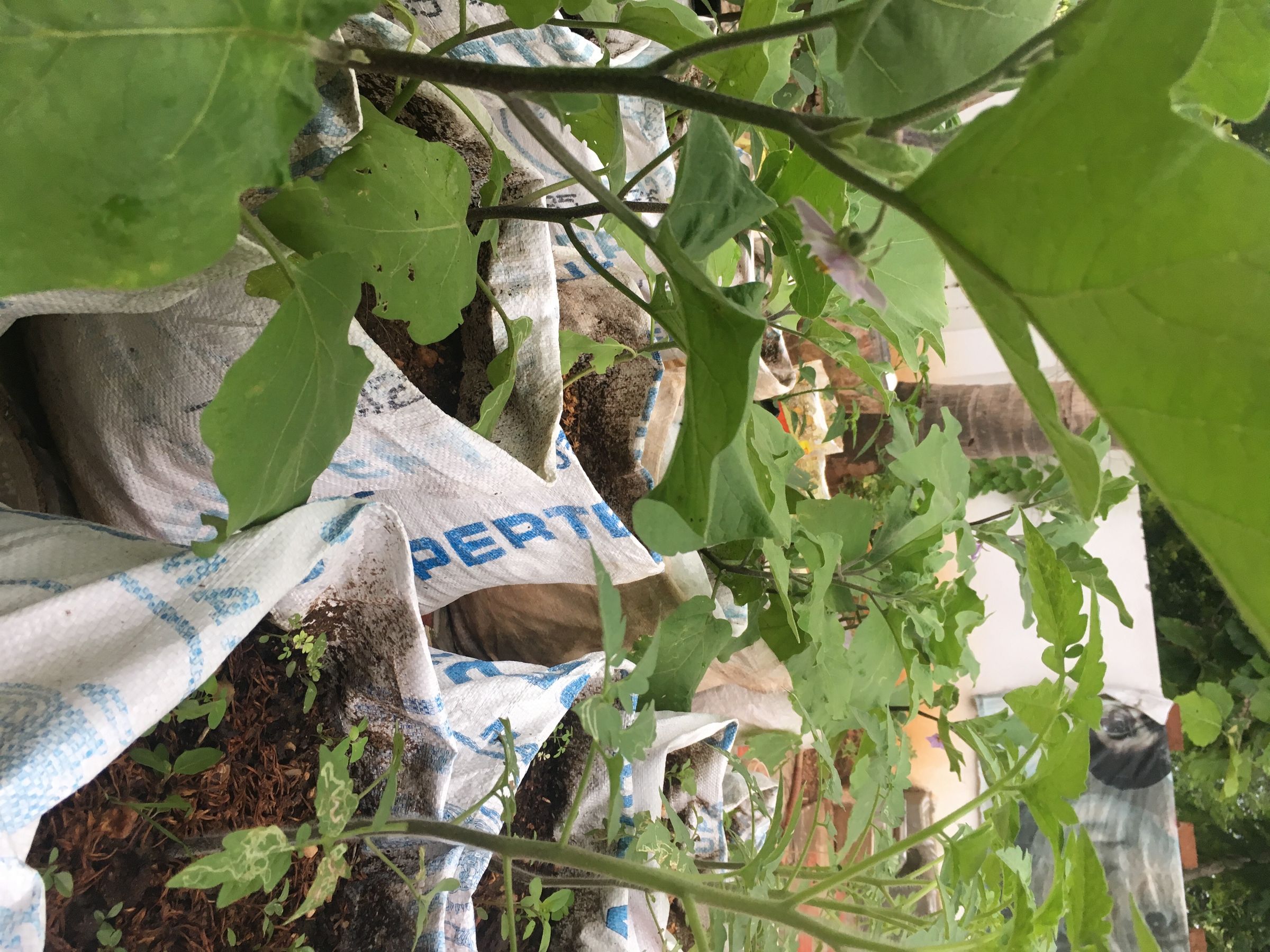 SACKS HOME GARDEN : 10 Steps (with Pictures) - Instructables