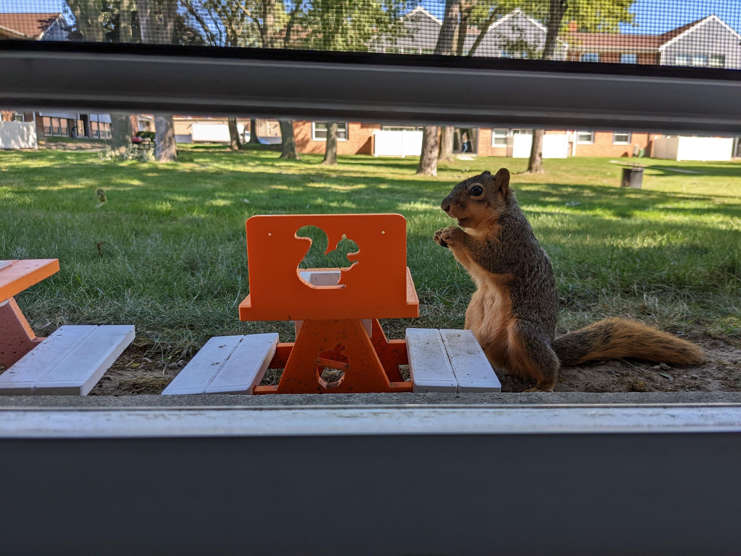 Making a Squirrel Cafe : 8 Steps (with Pictures) - Instructables