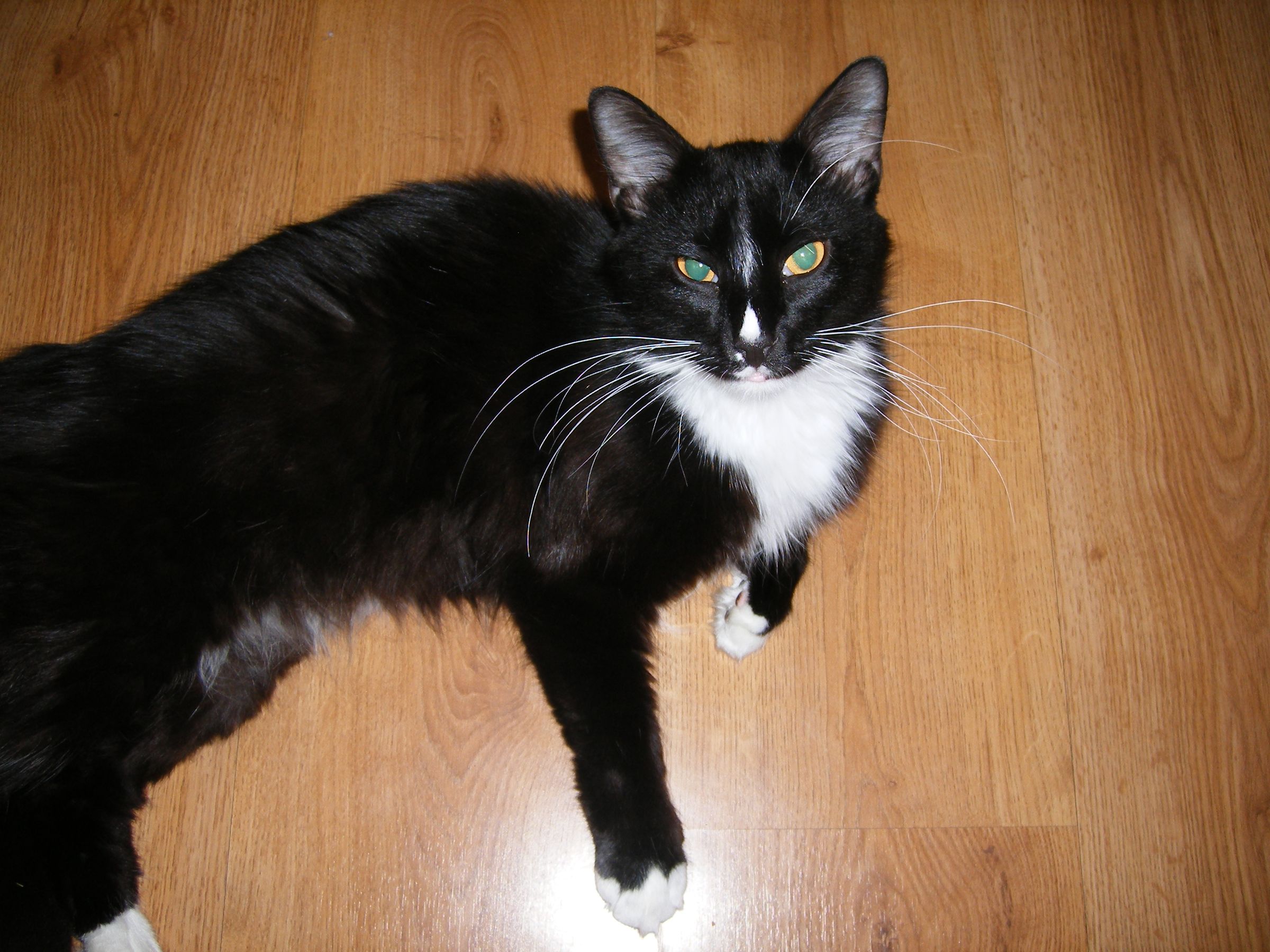 Improvised Mouse Trap (No Kill) : 6 Steps - Instructables