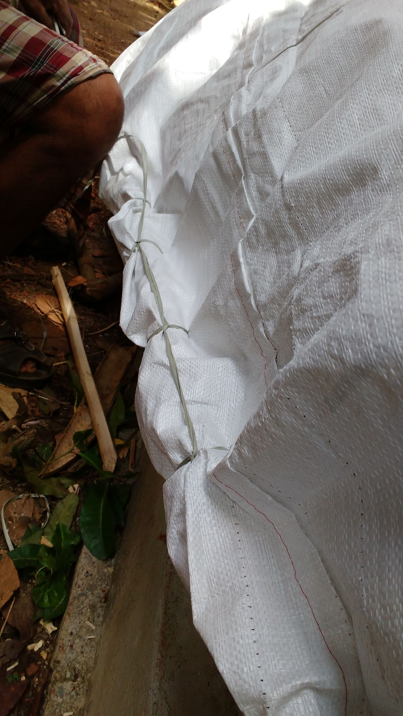 Bamboo Canoe : 6 Steps (with Pictures) - Instructables