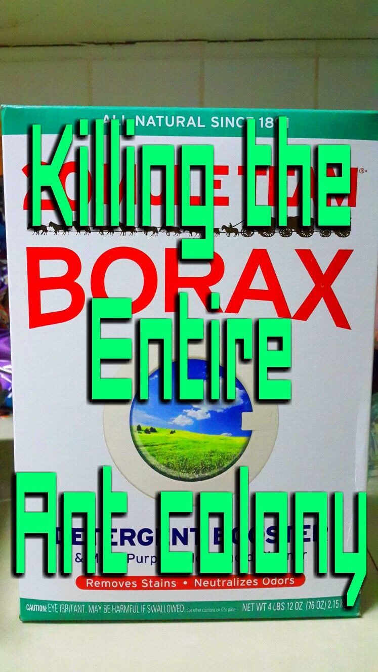 How to Commit Genocide! (with Ants) : 5 Steps - Instructables