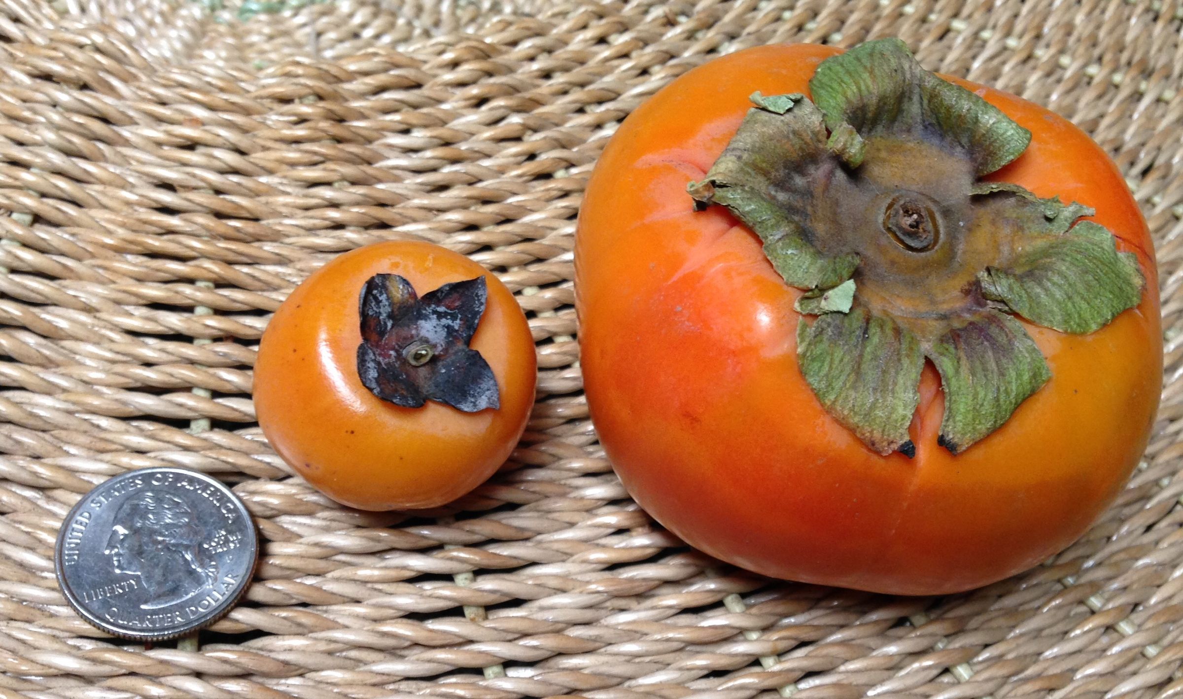 Harvesting, Processing, Cooking - Native Persimmon Bread : 18 Steps ...