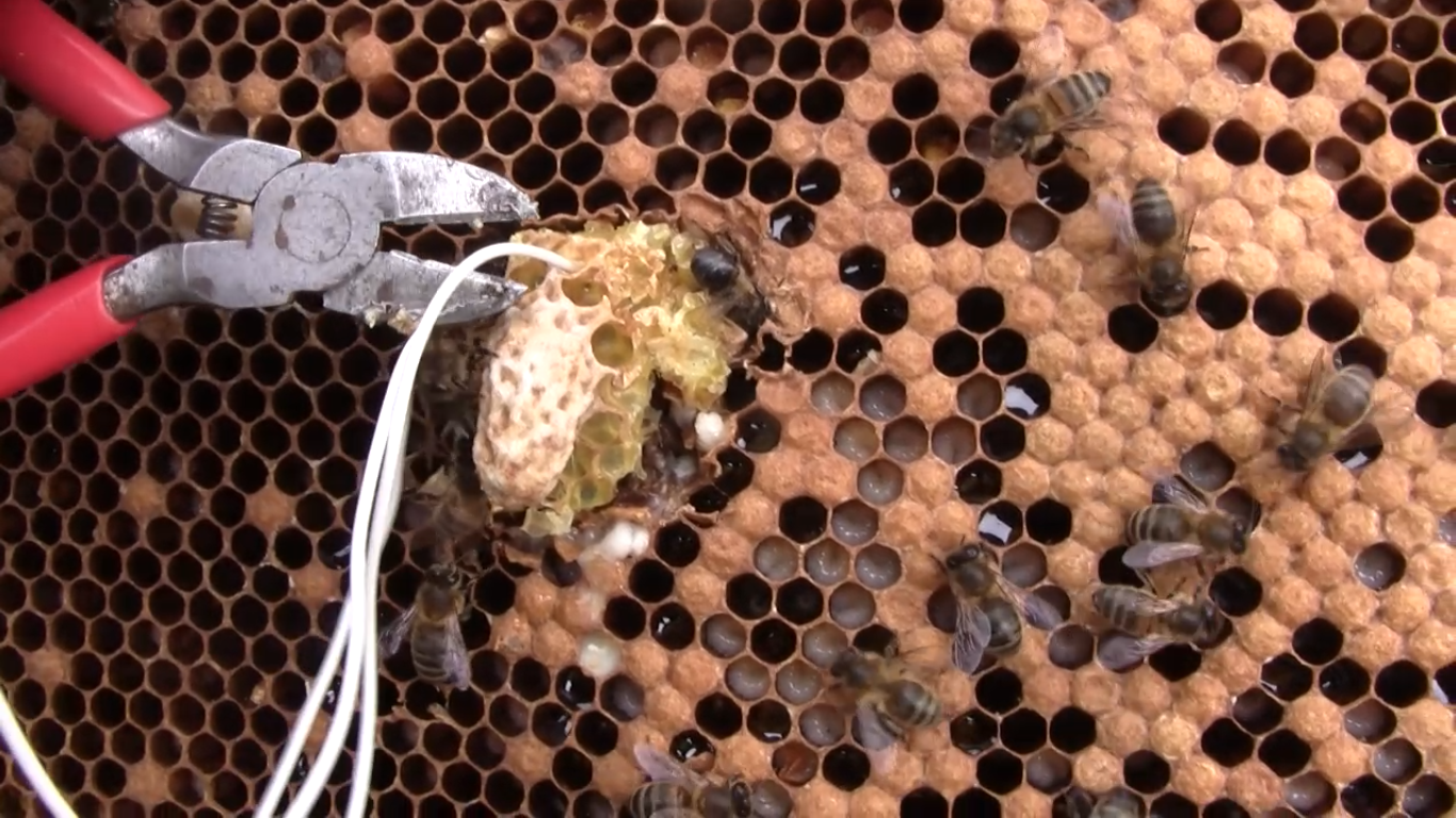 An Easy Way to Make a Nucleus of Honey Bees With Queen Cell Grafting ...