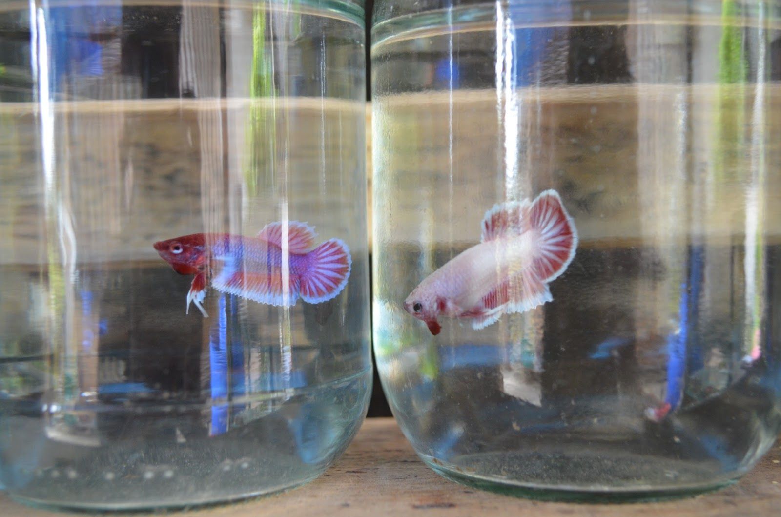 How to Breed Bettas: Betta Breeding 101 : 14 Steps (with Pictures ...