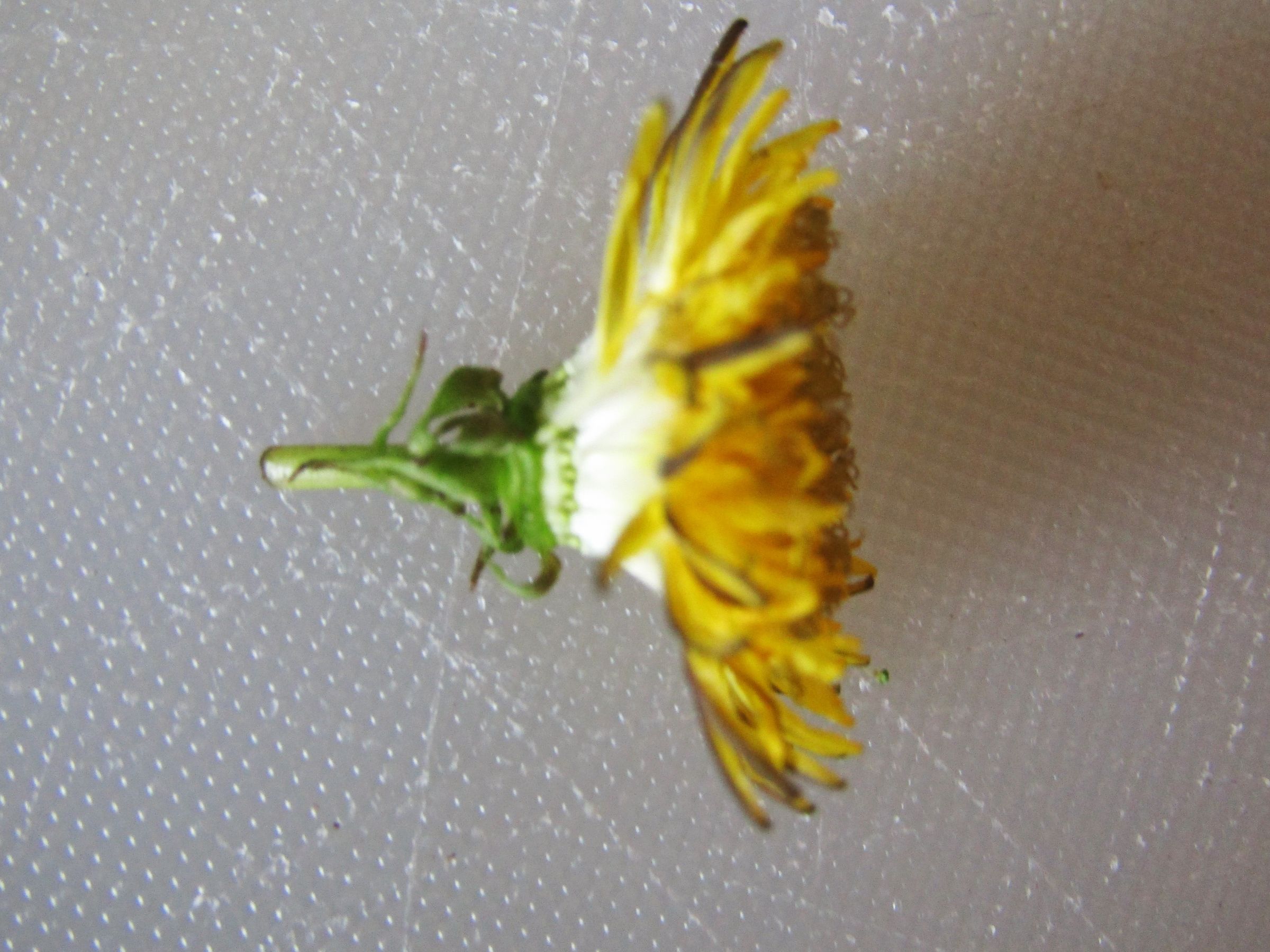 How to Eat a Dandelion : 10 Steps (with Pictures) - Instructables