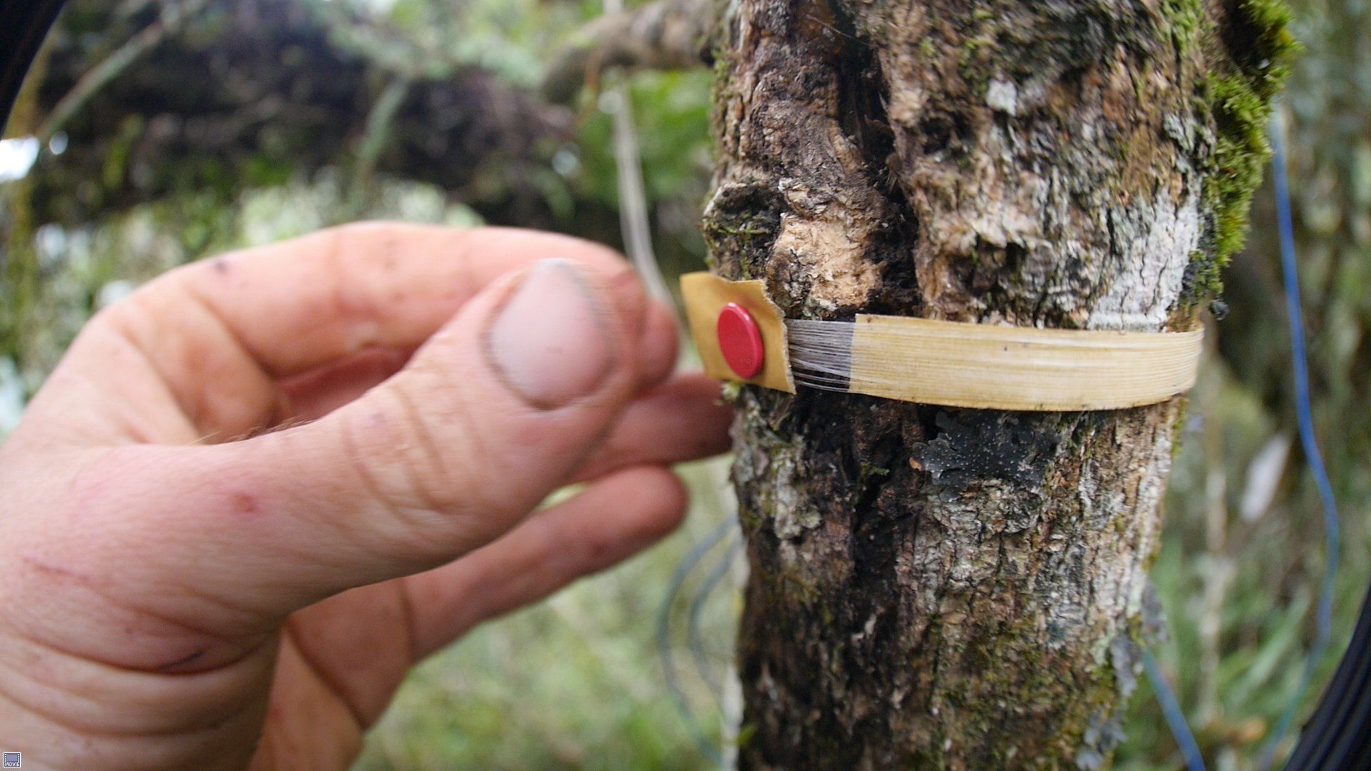 Fiber-Optic Jungle Insect Traffic Taster : 17 Steps (with Pictures ...