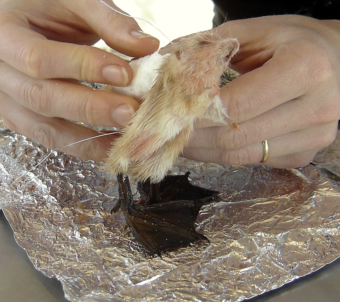Duck Mouse : 11 Steps - Instructables
