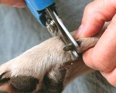 Taking Care of a Dogs Torn Toenail : 11 Steps - Instructables