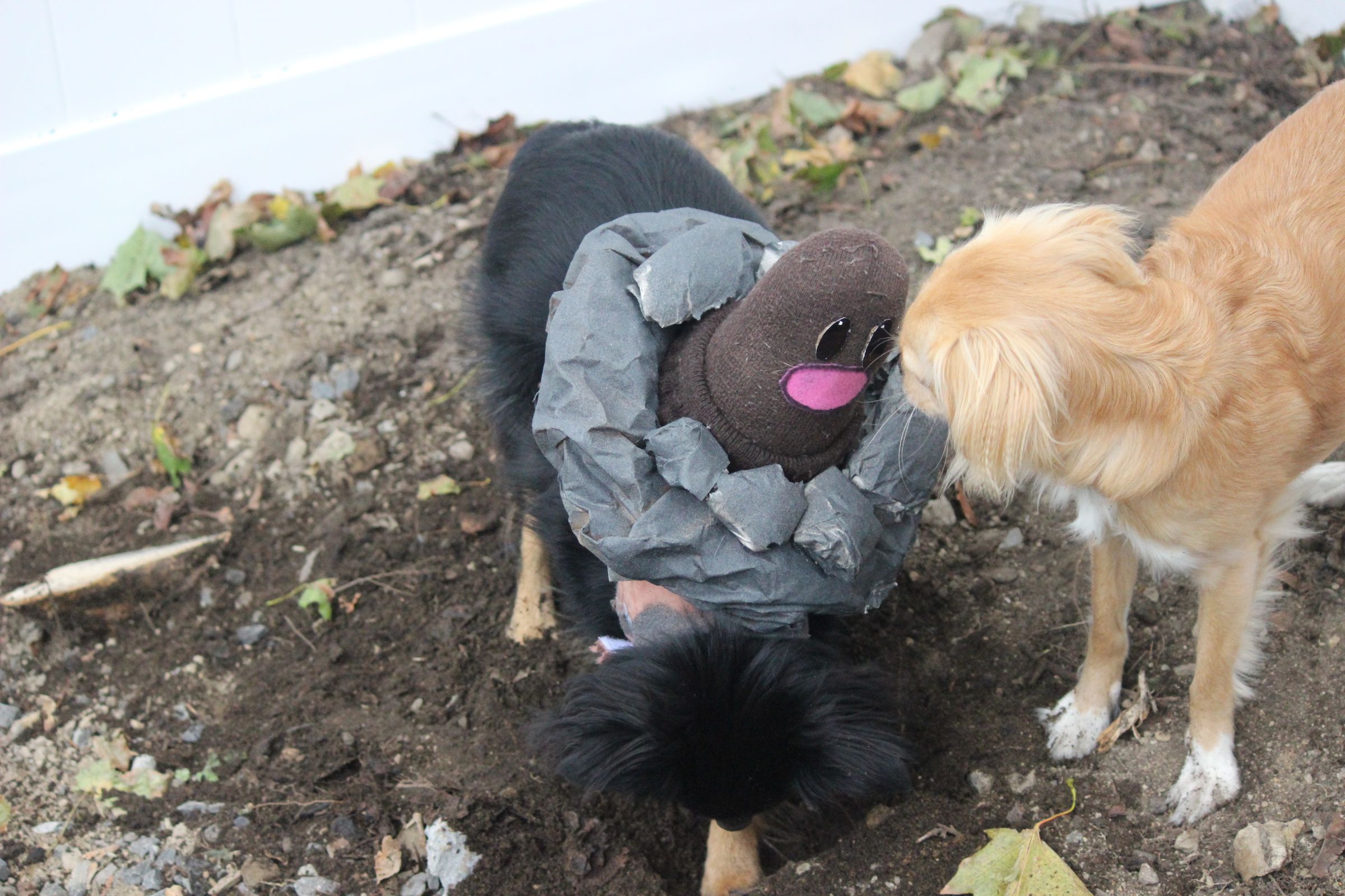 Diglett Dog Costume : 14 Steps (with Pictures) - Instructables