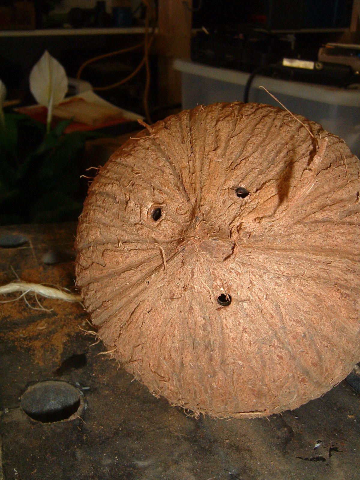 Coconut Birdhouse : 4 Steps (with Pictures) - Instructables