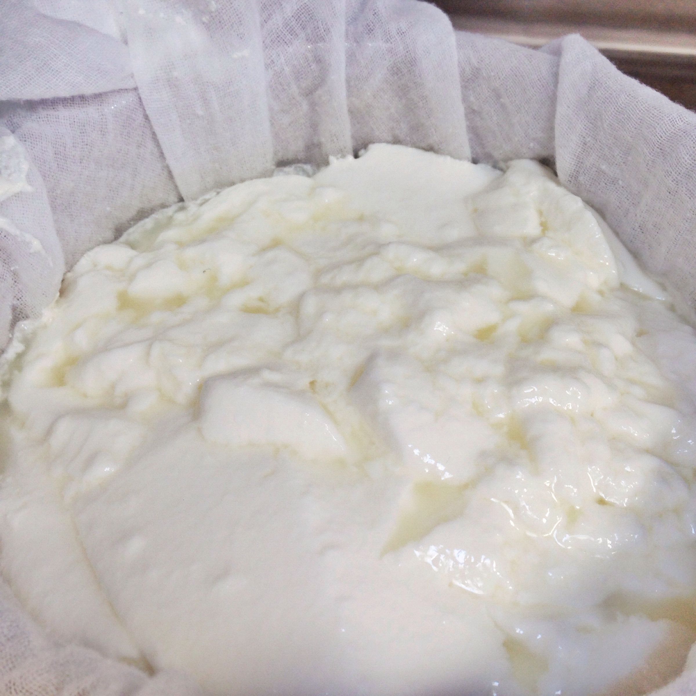 Easy Homemade Fresh Goat Cheese : 8 Steps (with Pictures) - Instructables
