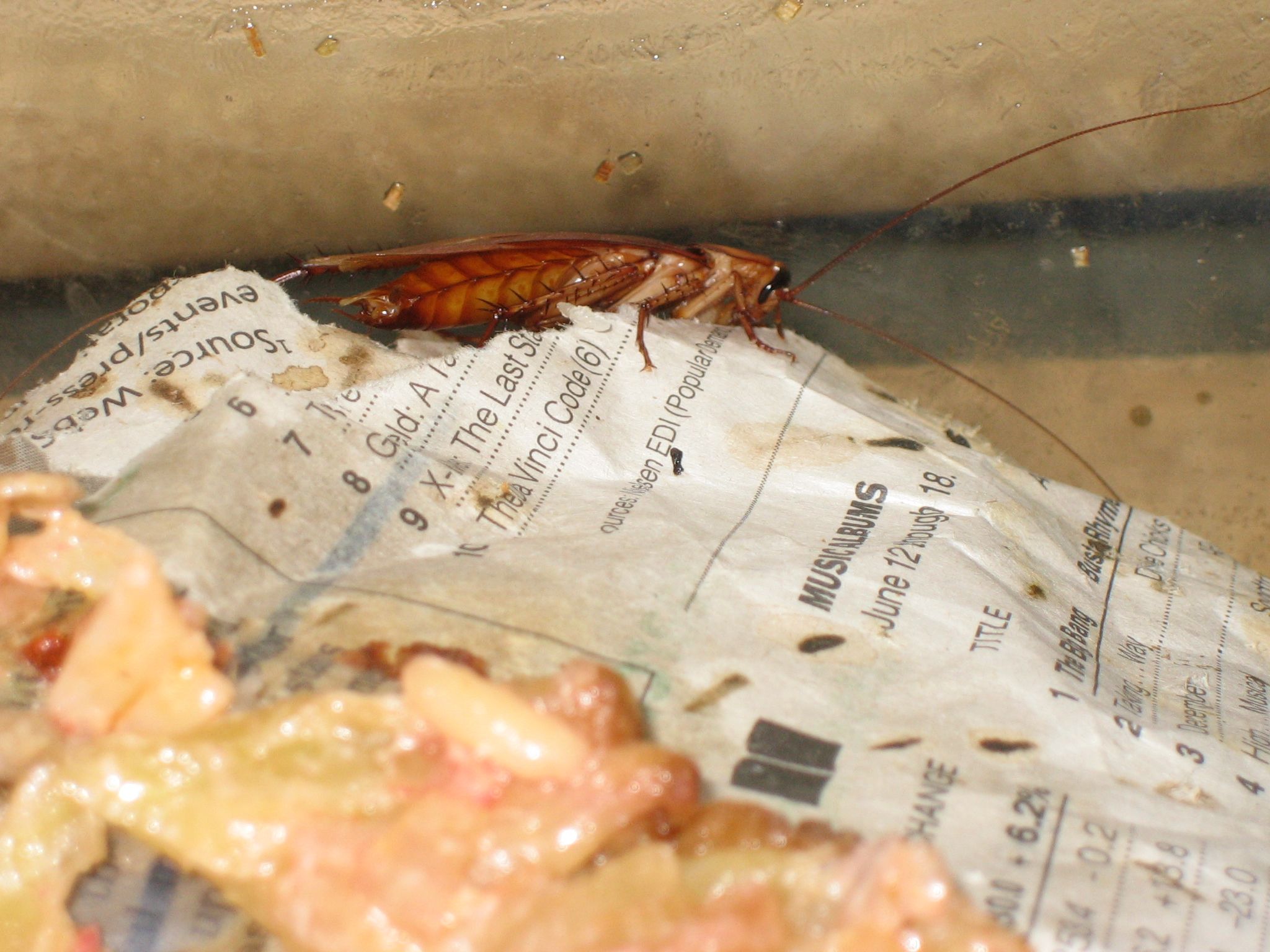 Raising Cockroaches (Intentionally) : 3 Steps - Instructables