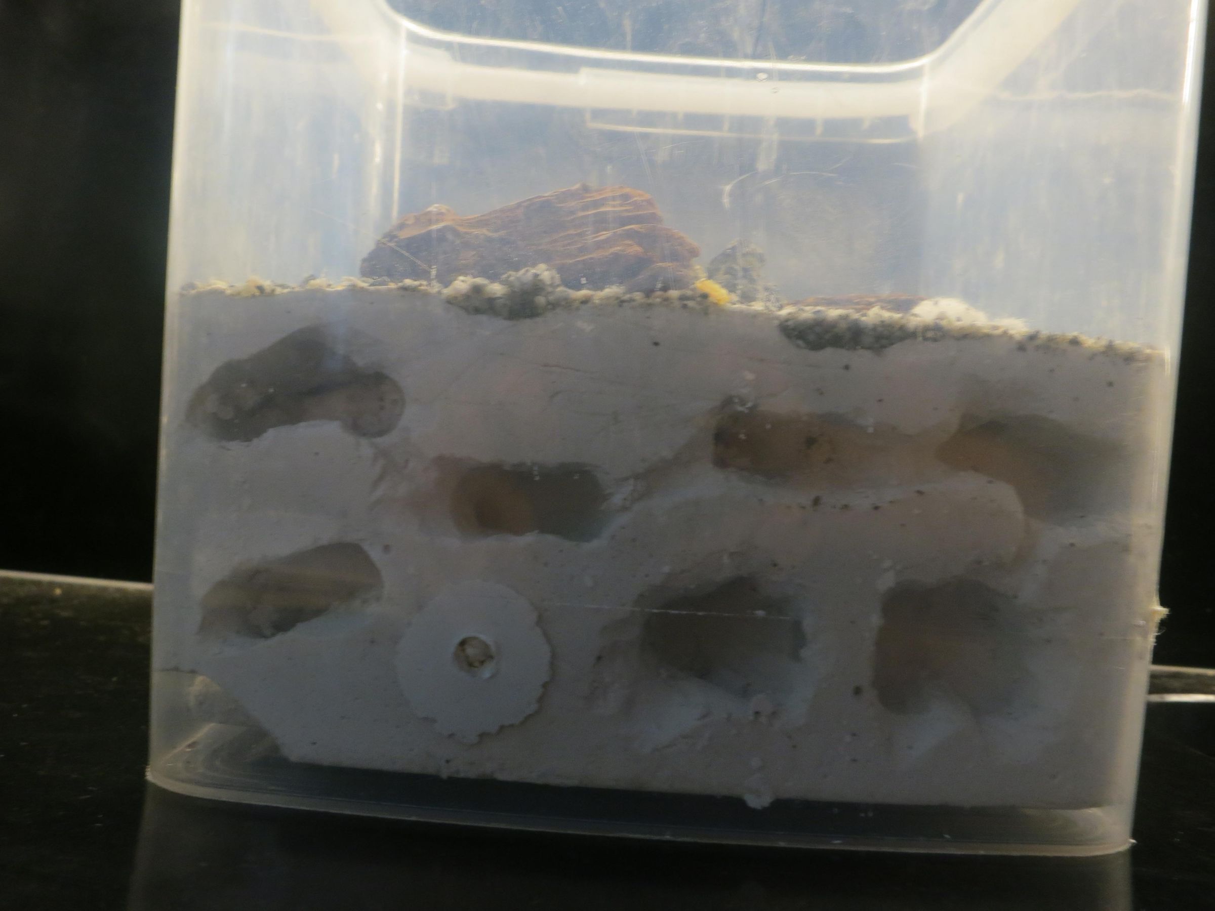 Plaster Ant Nest-formicarium : 9 Steps - Instructables