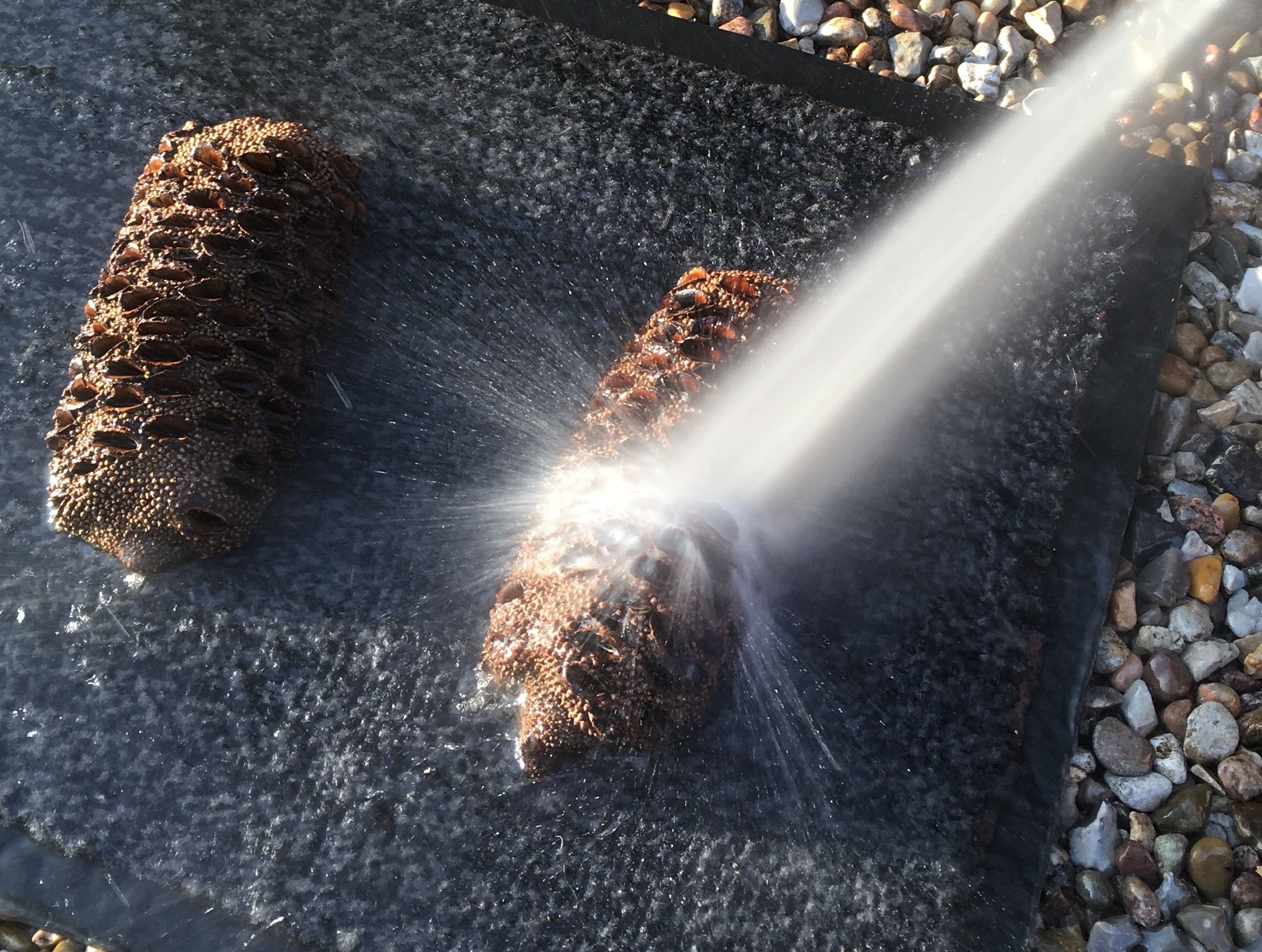 Banksia Nut Epoxy Cast : 6 Steps - Instructables