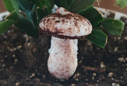 Realistic-Looking Mushroom Meringue Cookies : 13 Steps - Instructables