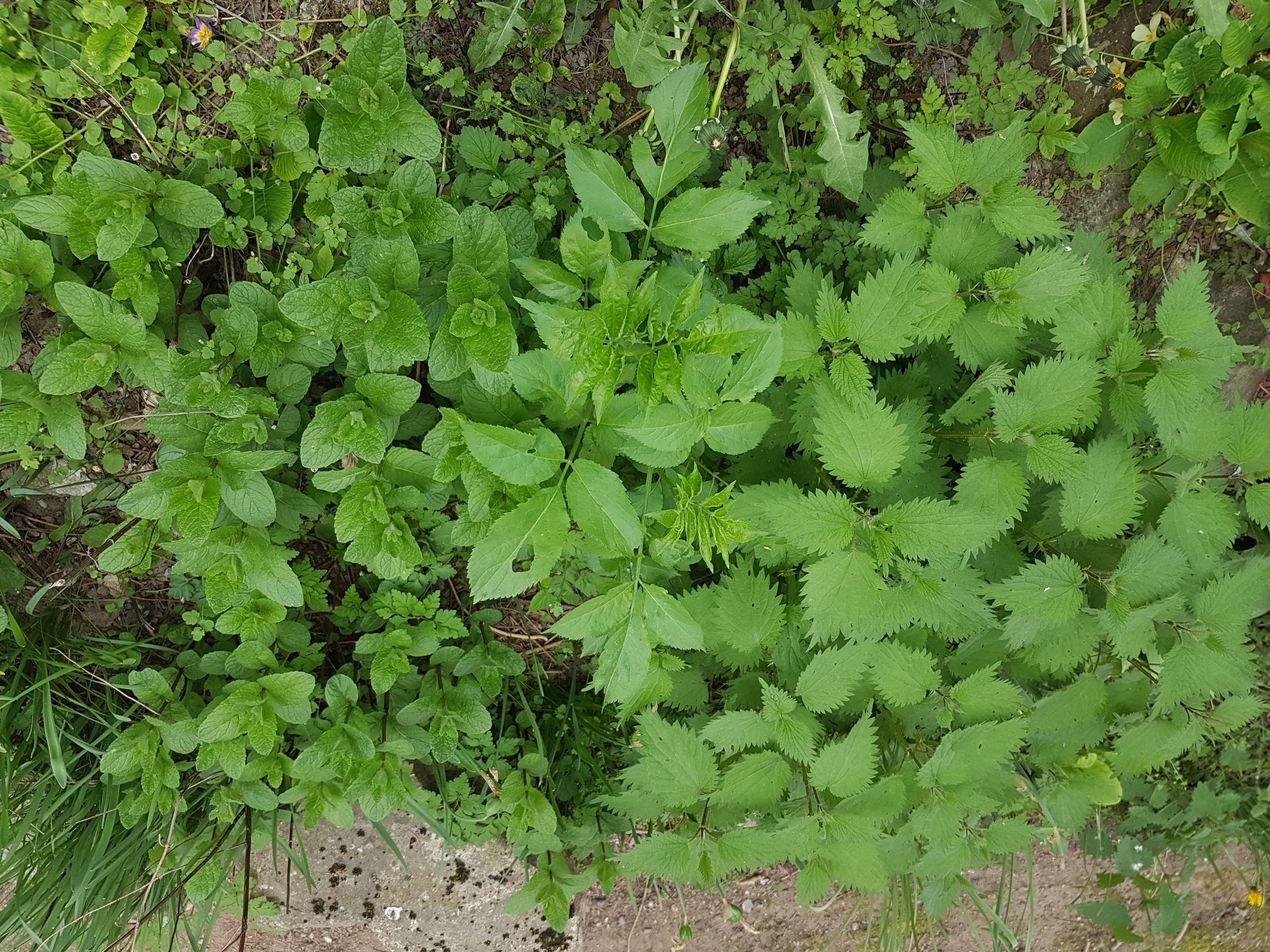 Homemade Natural Insecticide/repellent (with Pictures) - Instructables