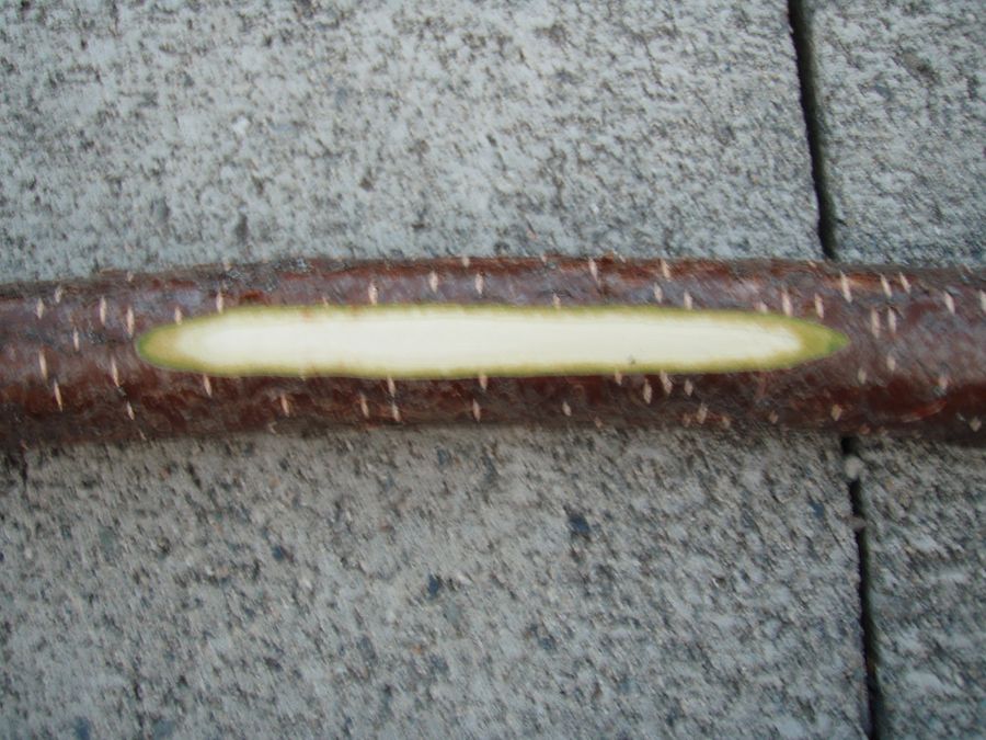 Carve a Staff / Walking Stick : 16 Steps (with Pictures) - Instructables