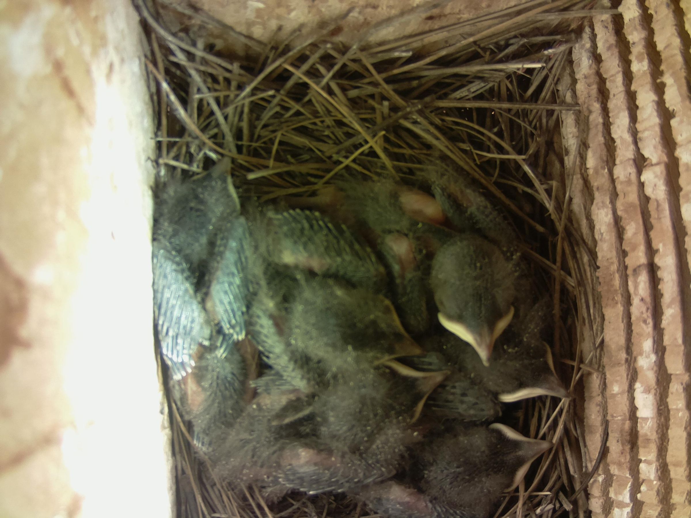 Add Camera and Lights to a Bluebird Nesting Box : 7 Steps - Instructables