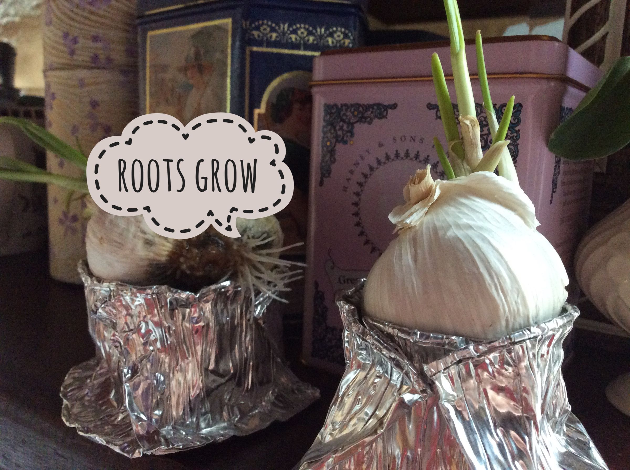 GARLIC SPROUTS : 3 Steps (with Pictures) - Instructables