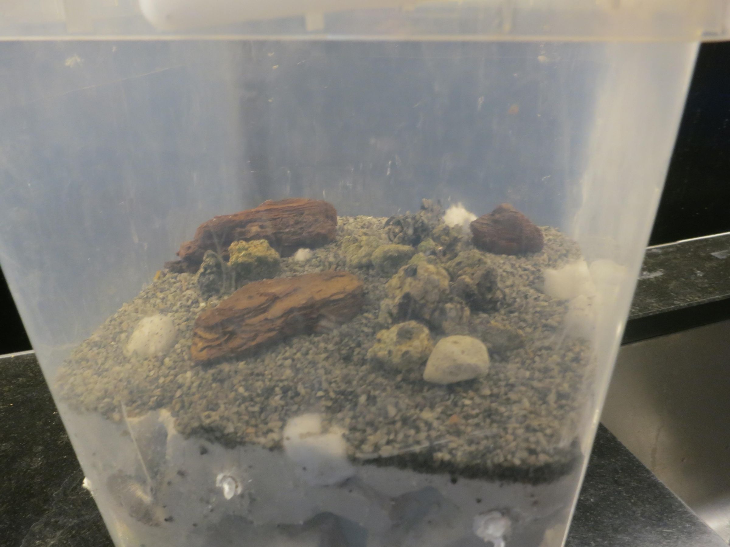 Plaster Ant Nest-formicarium : 9 Steps - Instructables
