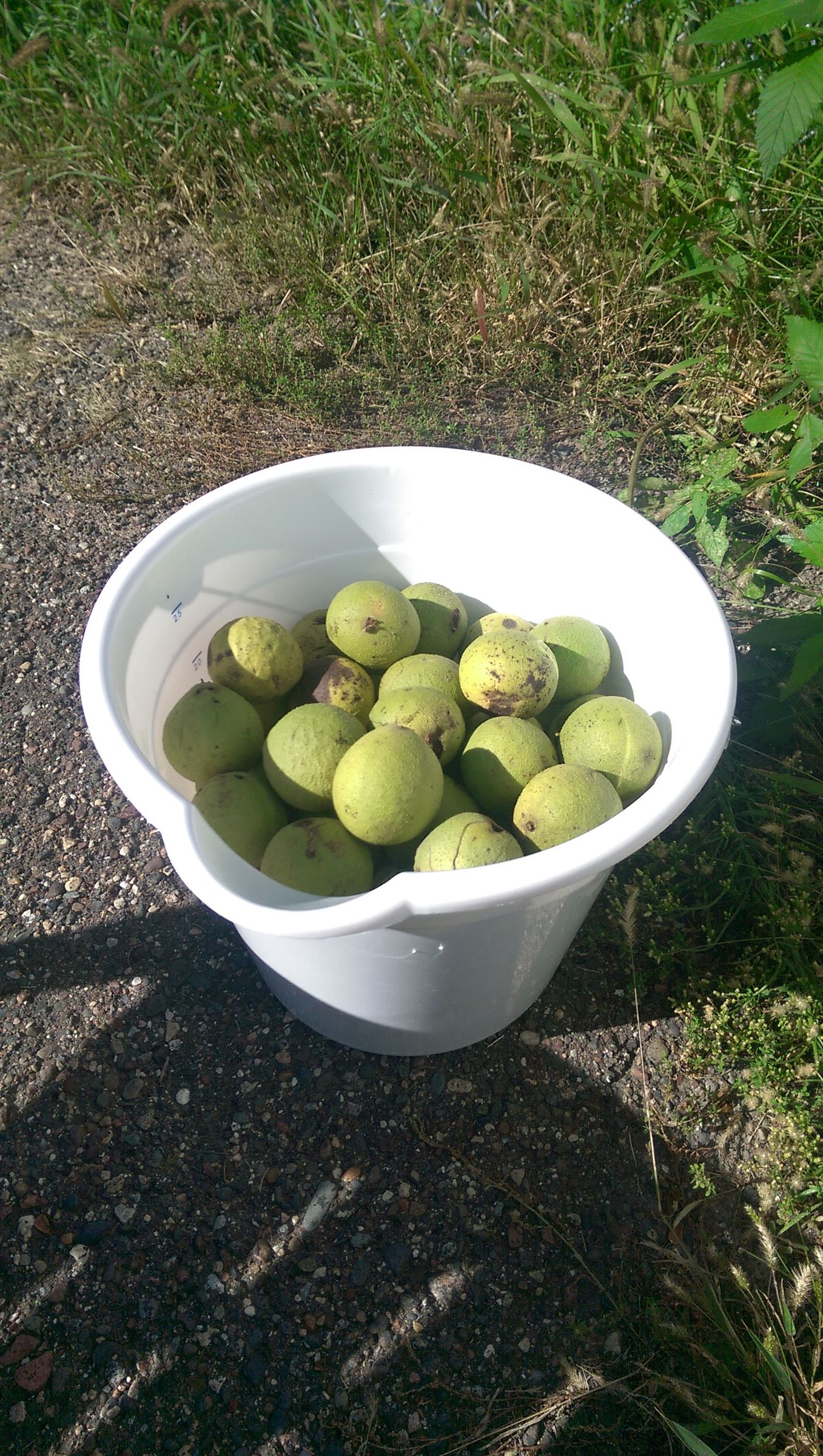 Forage and Process Your Own Black Walnuts! : 6 Steps (with Pictures ...