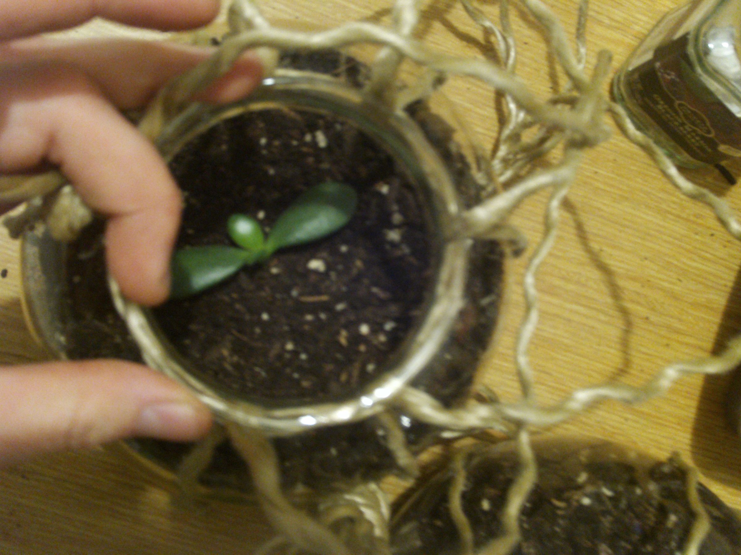 Homemade Terrarium : 6 Steps - Instructables