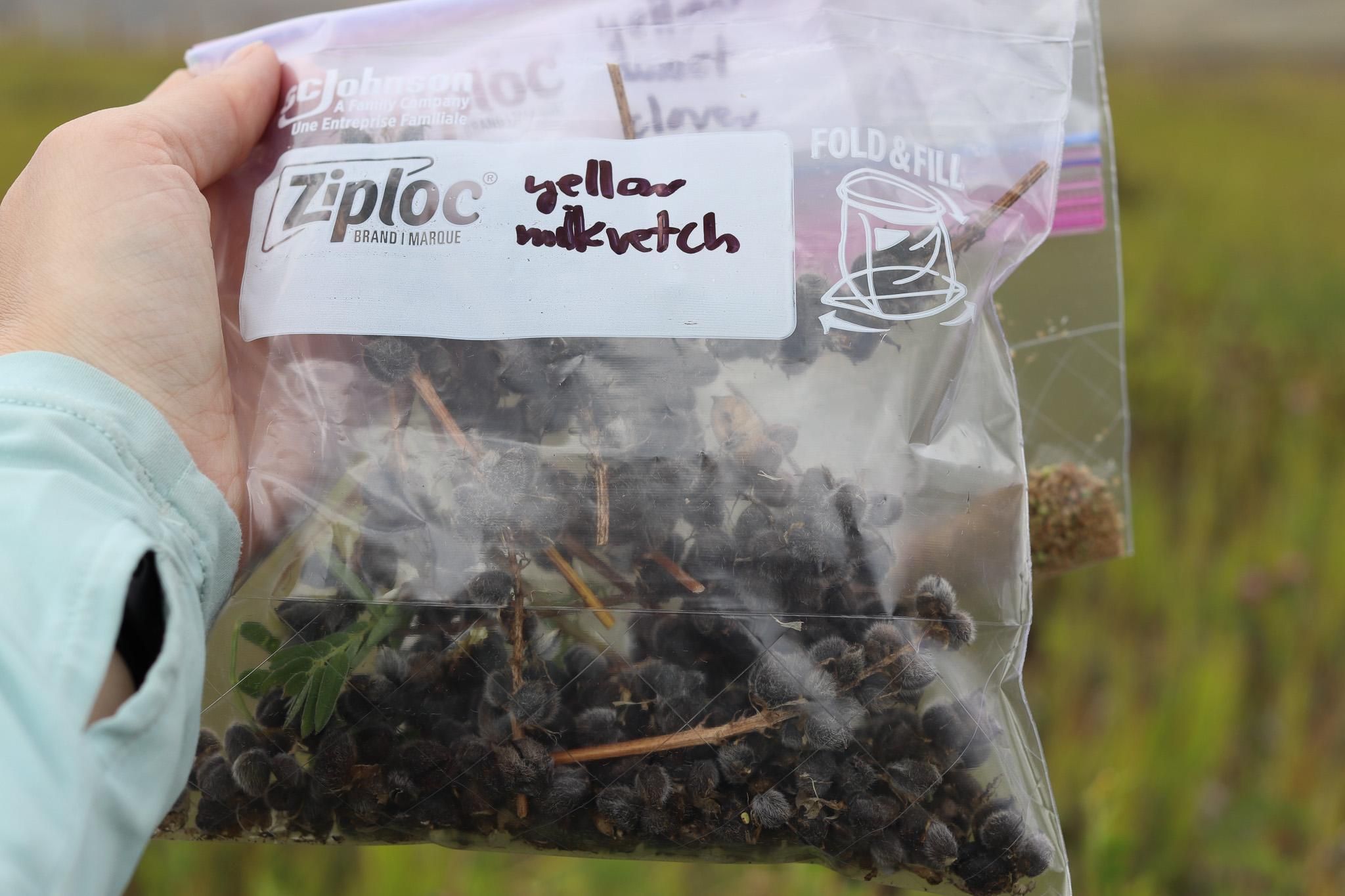 How to Gather Wildflower Seeds : 7 Steps (with Pictures) - Instructables