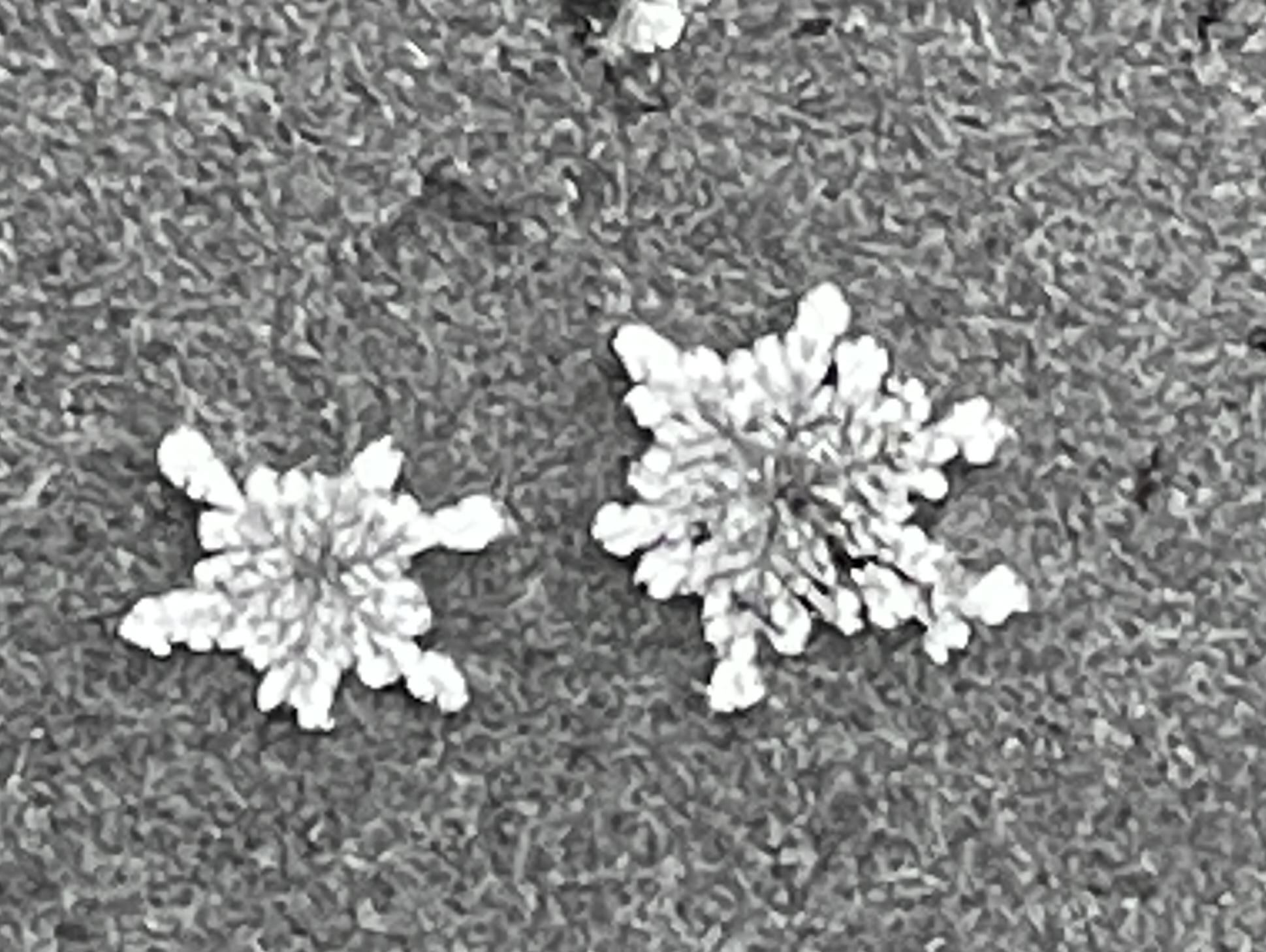 Capture Snowflakes With Photography (with Pictures) - Instructables