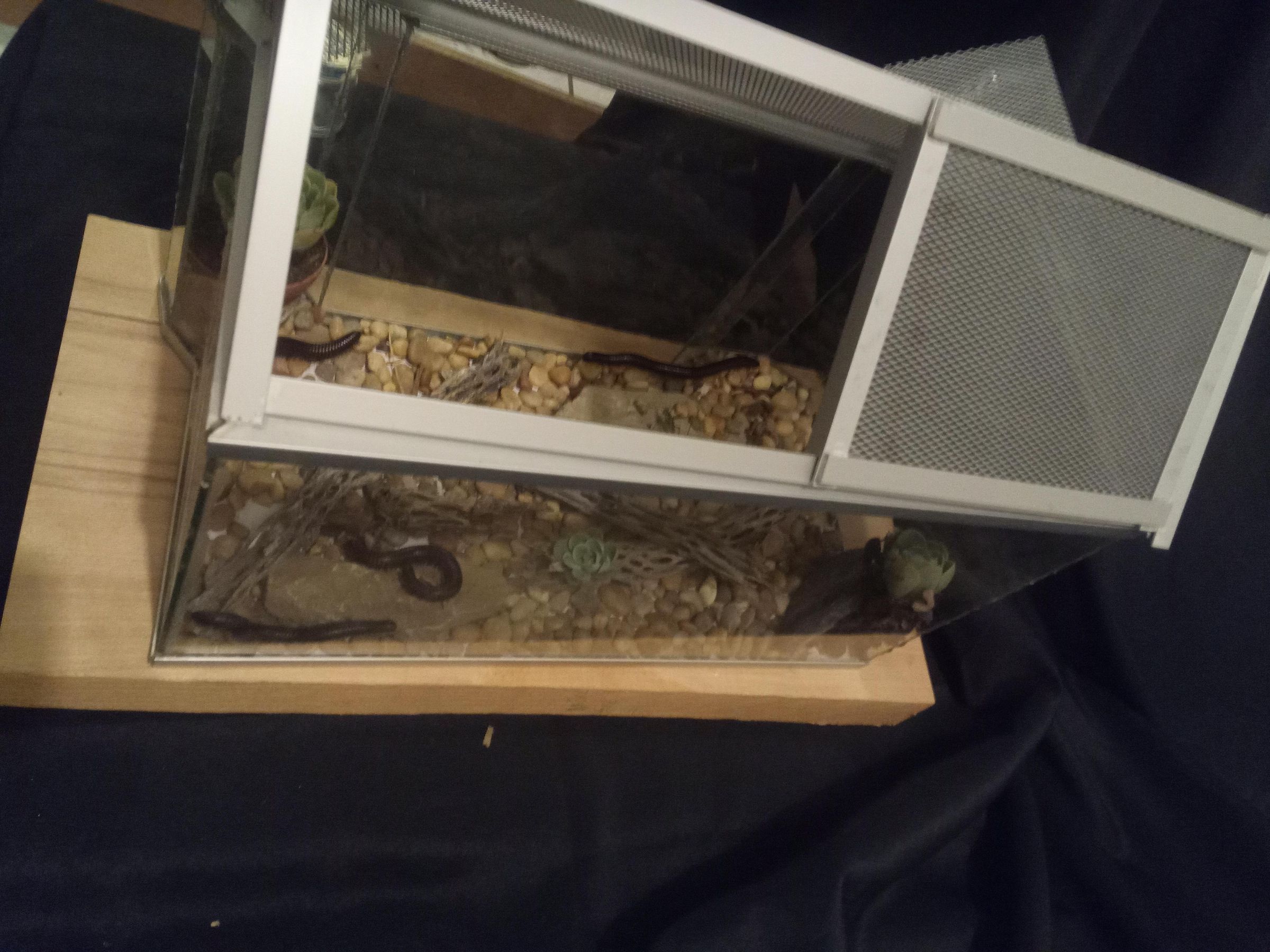 Victorian Insectarium : 18 Steps (with Pictures) - Instructables
