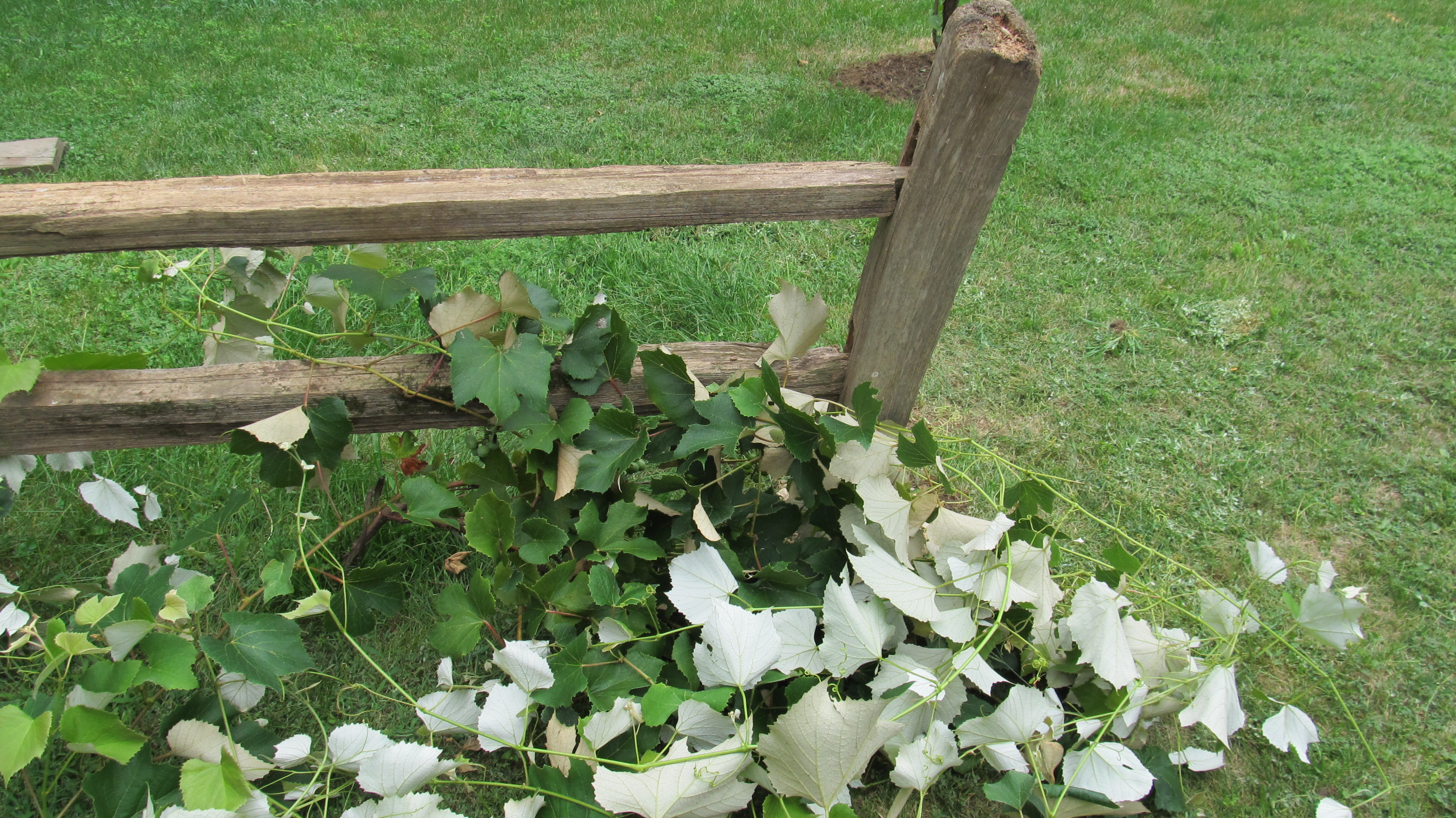 Grape Vine Trellis From a Salvaged Split-Rail Fence : 7 Steps (with ...
