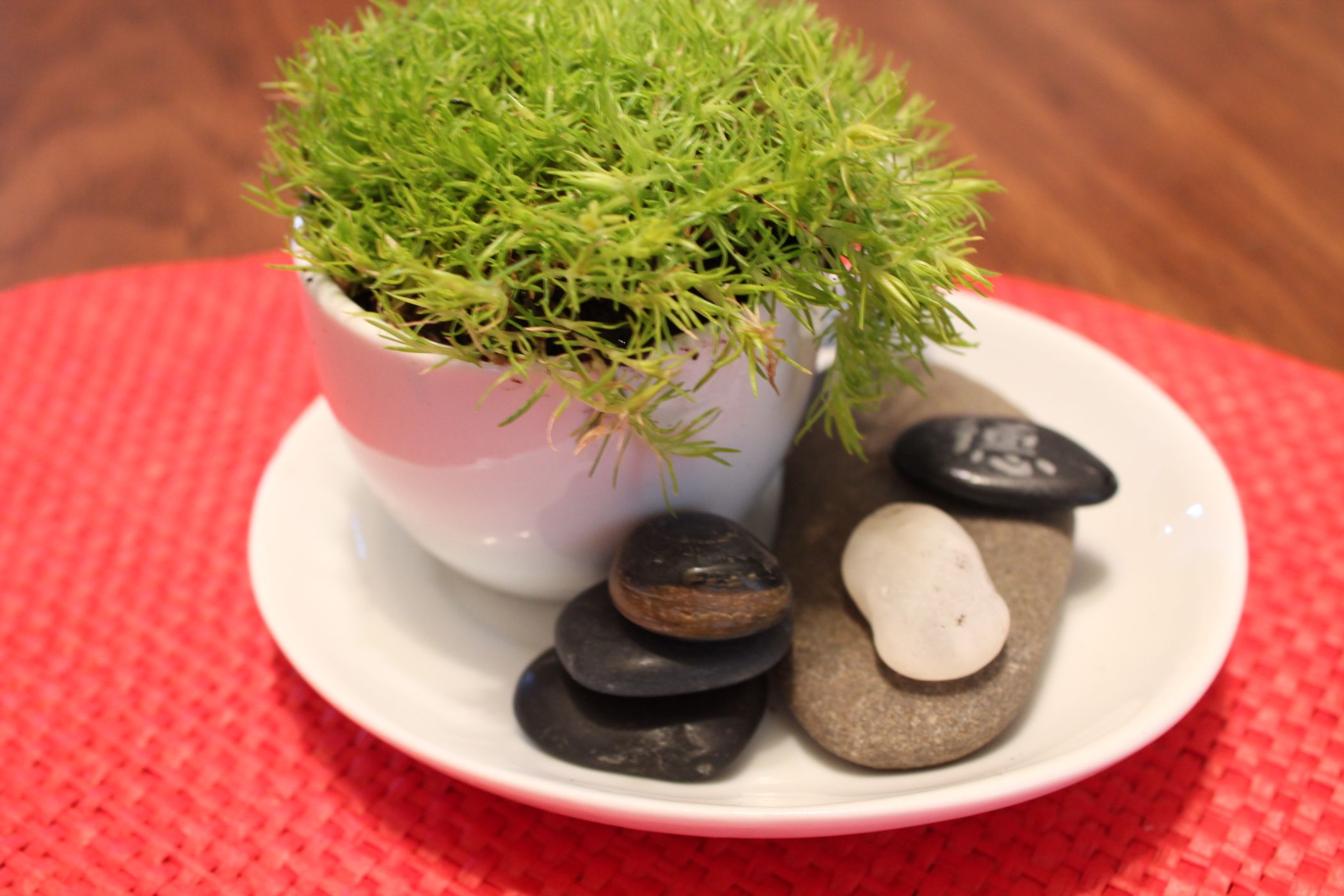 Tiny Green Tea Garden : 4 Steps (with Pictures) - Instructables