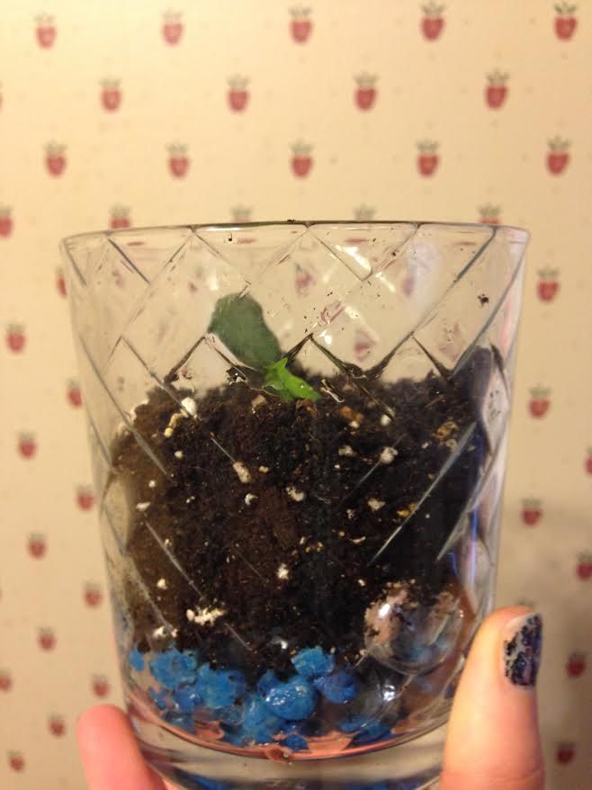 Simple Terrarium : 5 Steps - Instructables