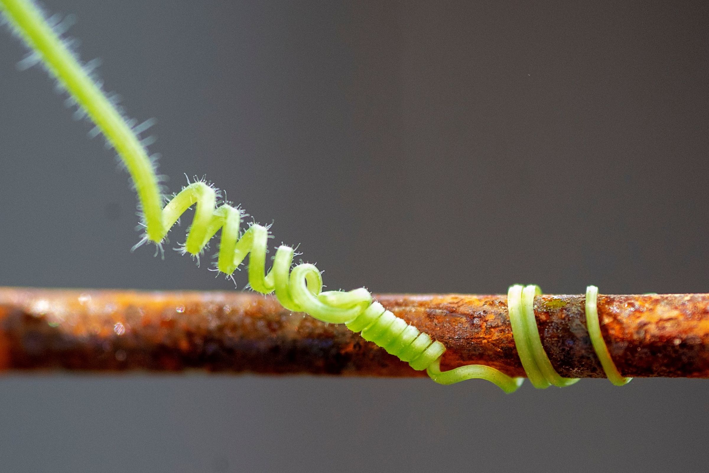 My Best Vegetable Trellis: Durable, Collapsible, Flexible : 8 Steps ...