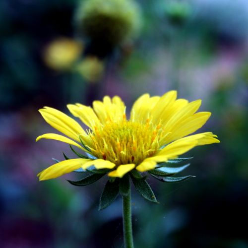 Create a Holistic Garden Plus 16 Gardening Tips : 23 Steps (with ...