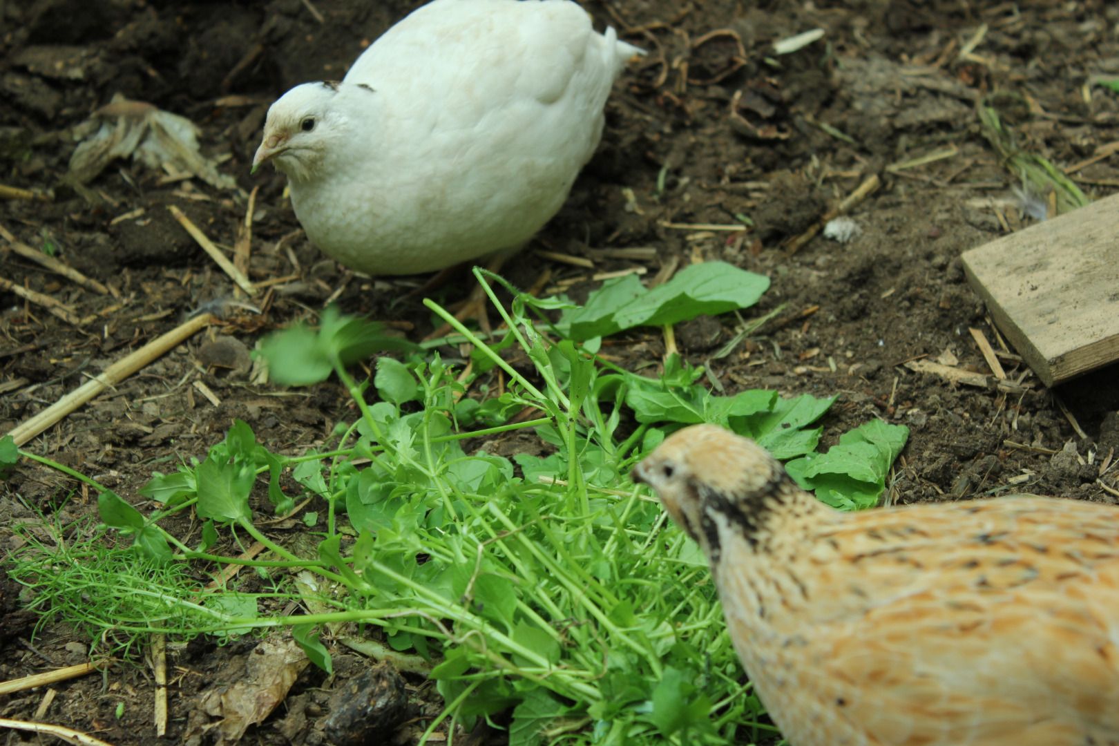 Organically Raised Coturnix Quail Broody and Sitting Eggs. Codorniz ...