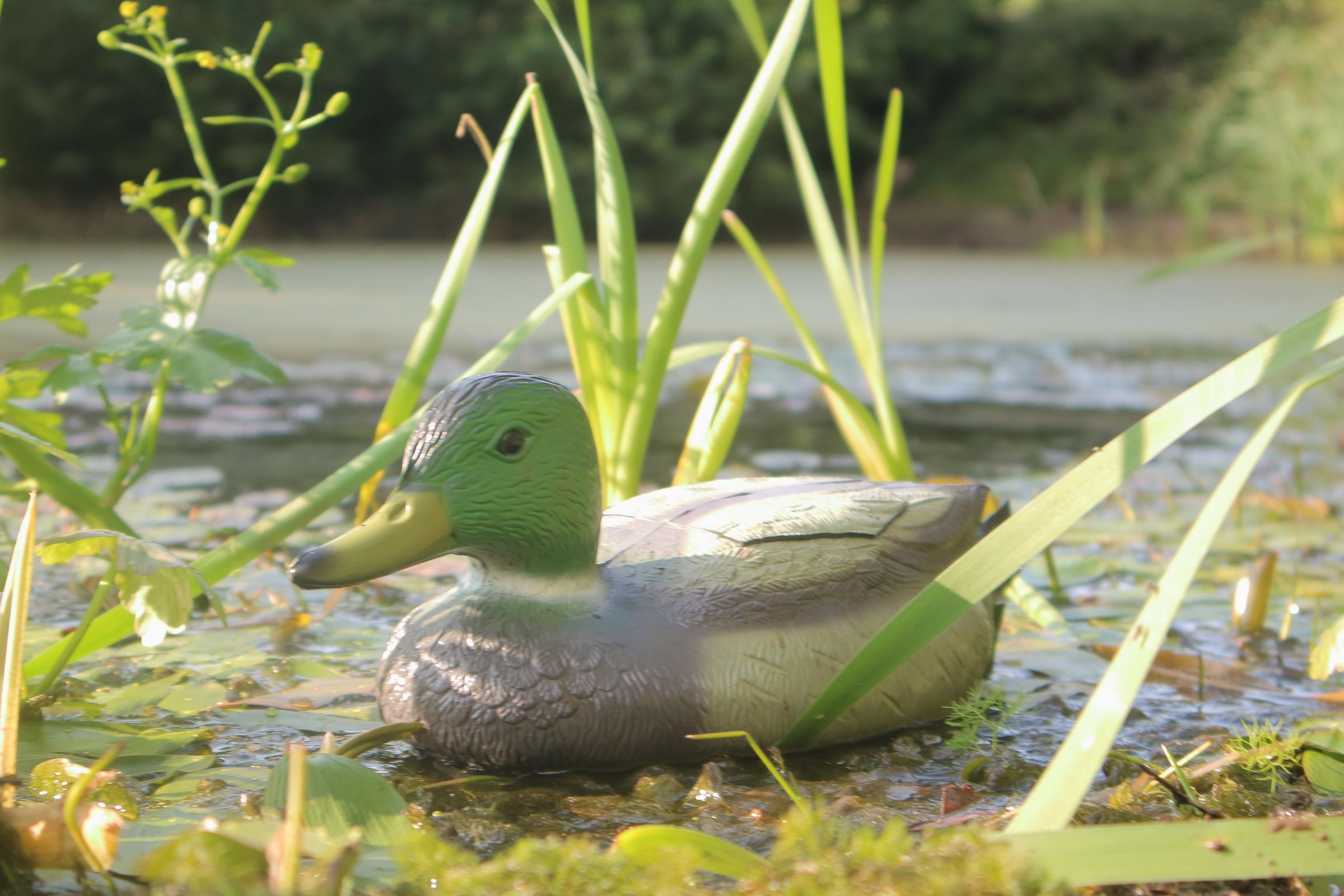 Jet Propelled Radio Controlled Duck : 10 Steps (with Pictures ...