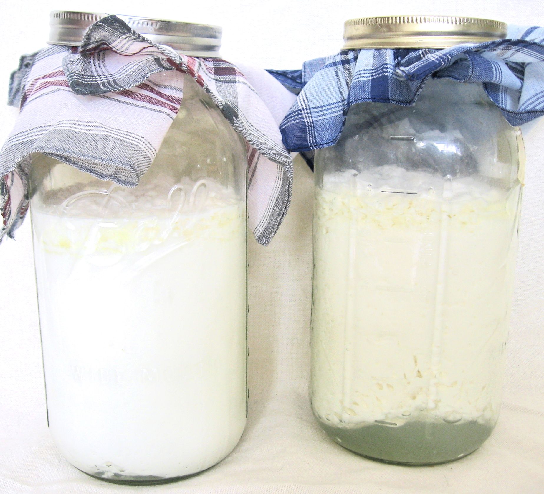 How to Make Authentic Milk Kefir : 7 Steps - Instructables